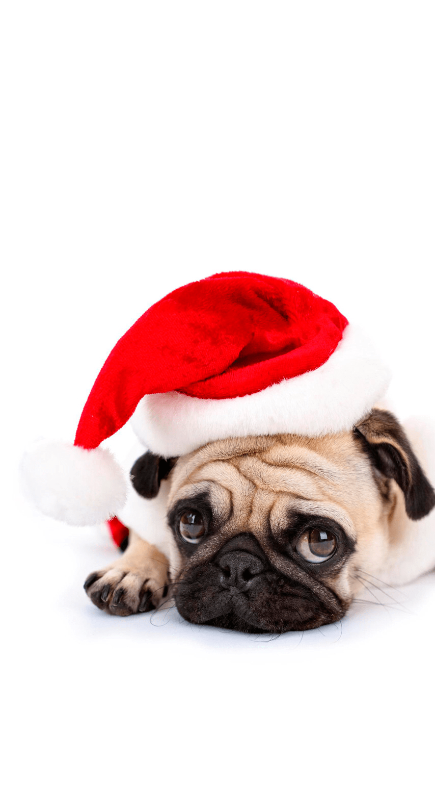 Christmas Pug Wallpapers - Top Free Christmas Pug Backgrounds ...
