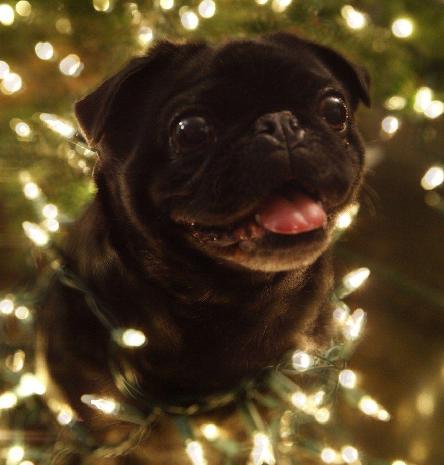 Christmas Pug Wallpapers - Top Free Christmas Pug Backgrounds ...