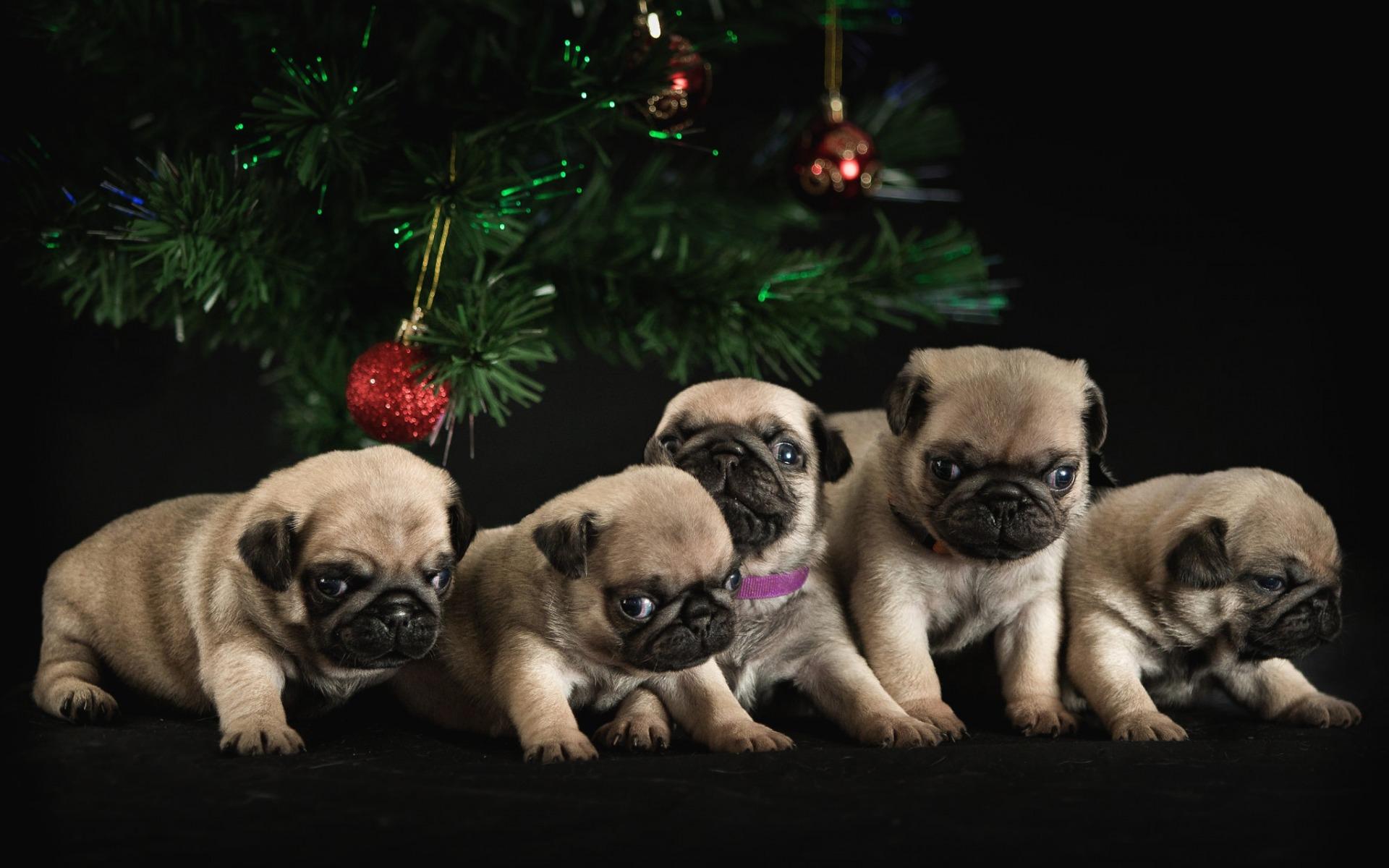 Christmas Pug Wallpapers - Top Free Christmas Pug Backgrounds ...