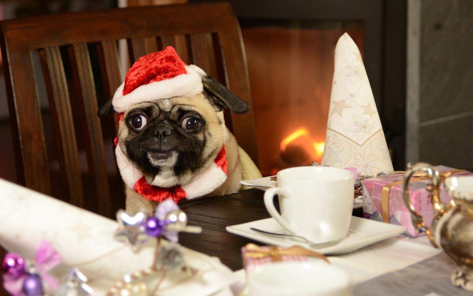 Christmas Pug Wallpapers - Top Free Christmas Pug Backgrounds ...
