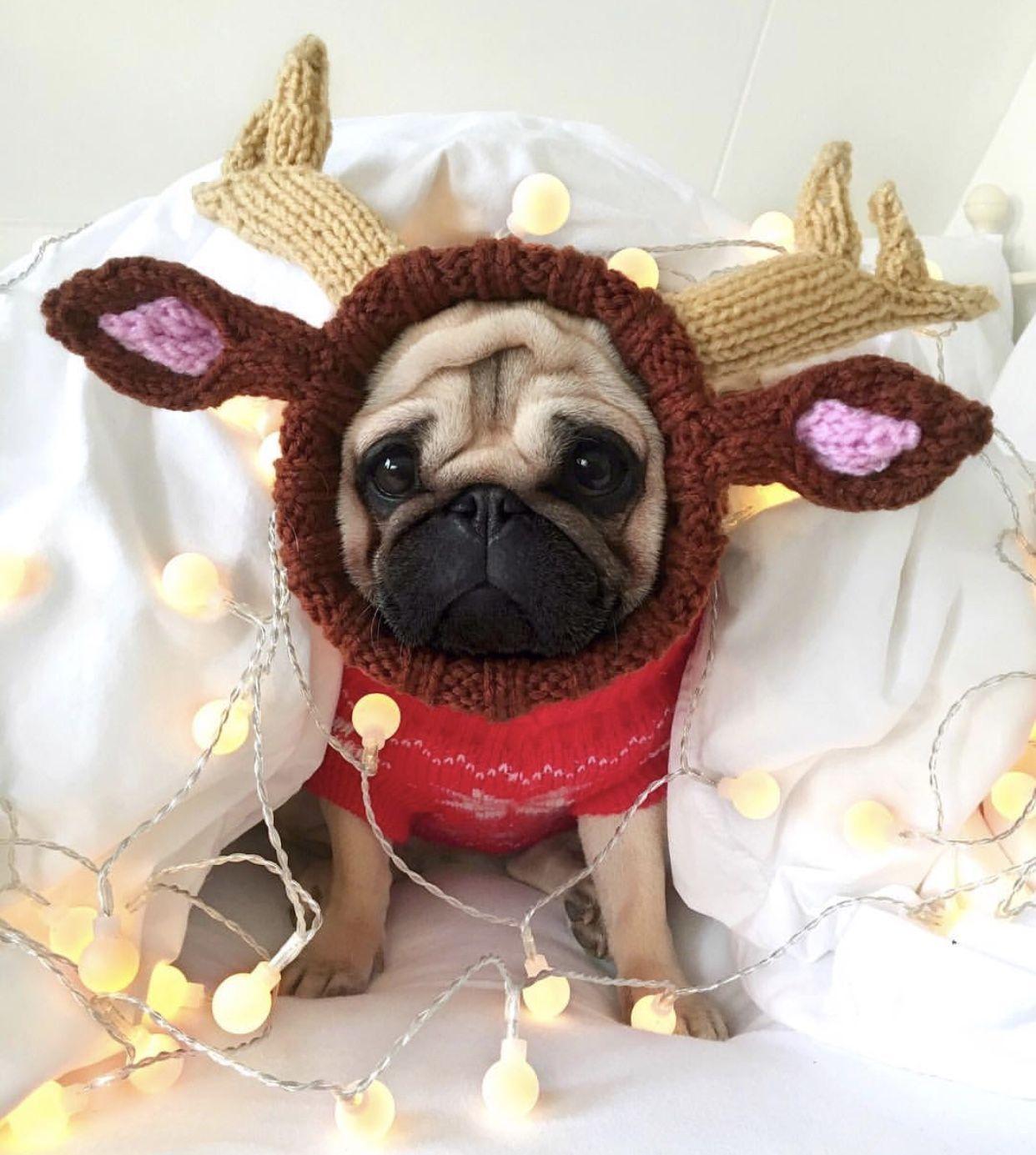 Christmas Pug Wallpapers - Top Free Christmas Pug Backgrounds ...