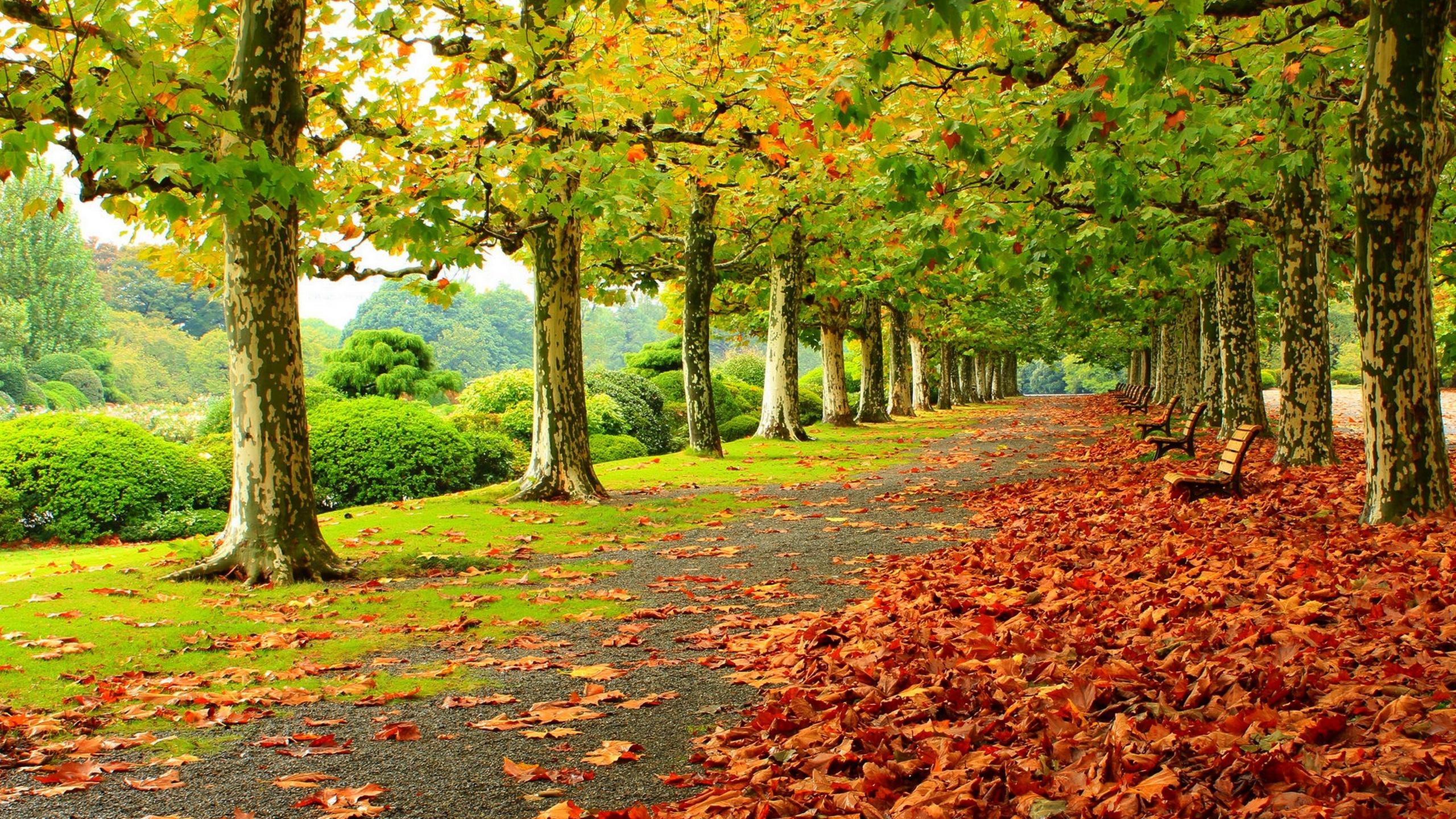 Early Autumn Wallpapers - Top Free Early Autumn Backgrounds ...