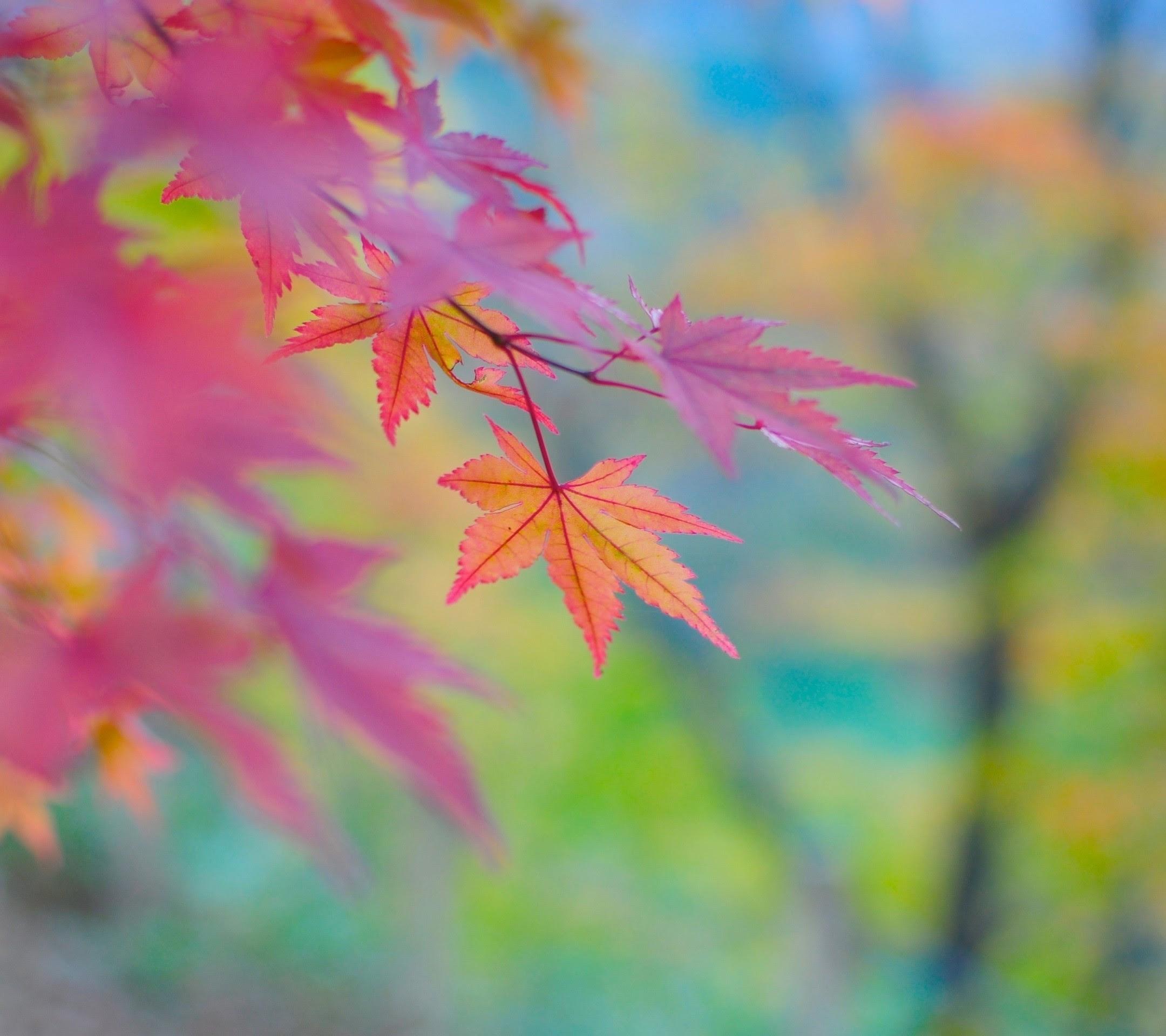 Early Autumn Wallpapers - Top Free Early Autumn Backgrounds ...