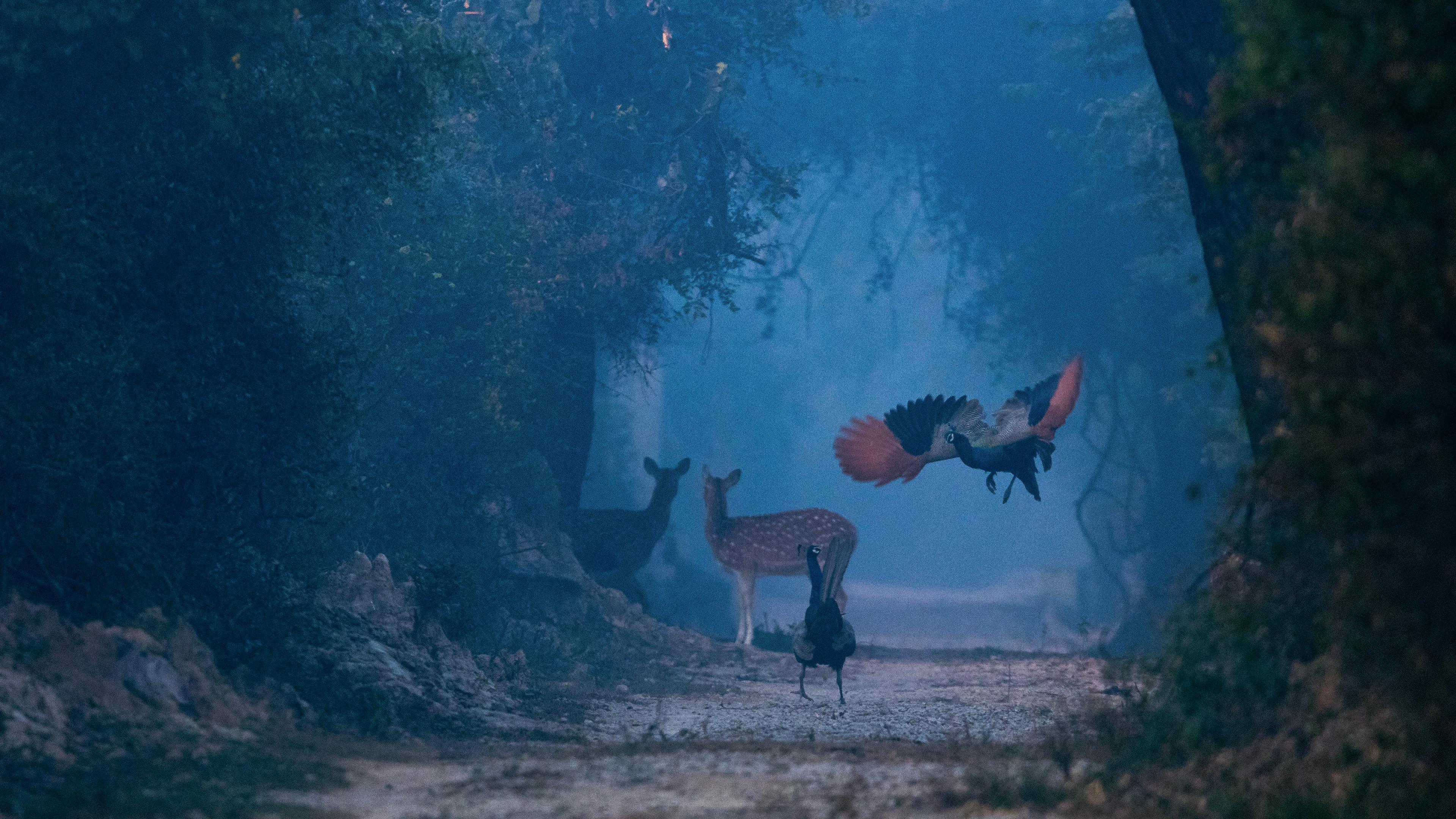 Rajasthan HD Wallpapers - Top Free Rajasthan HD Backgrounds ...