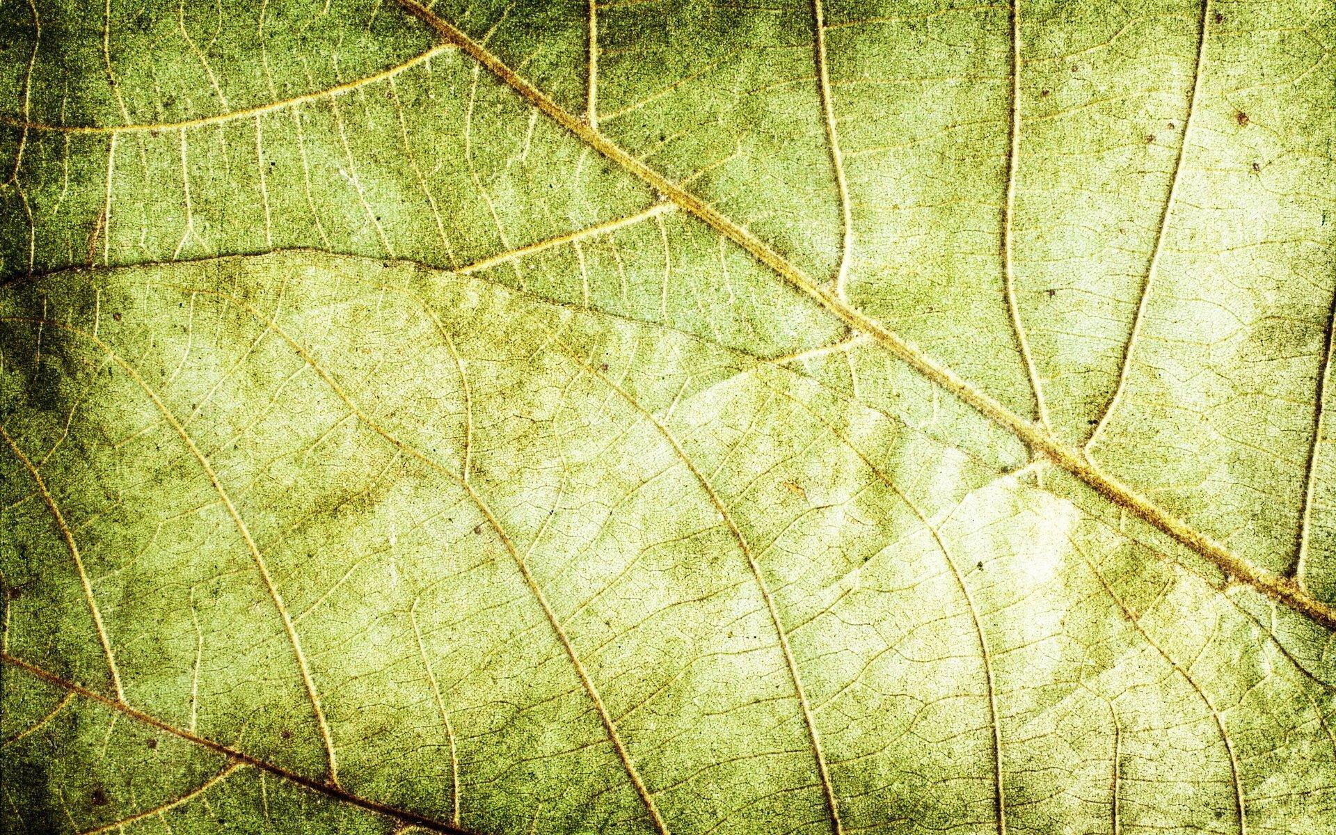 Leaves Texture Wallpapers - Top Free Leaves Texture Backgrounds ...