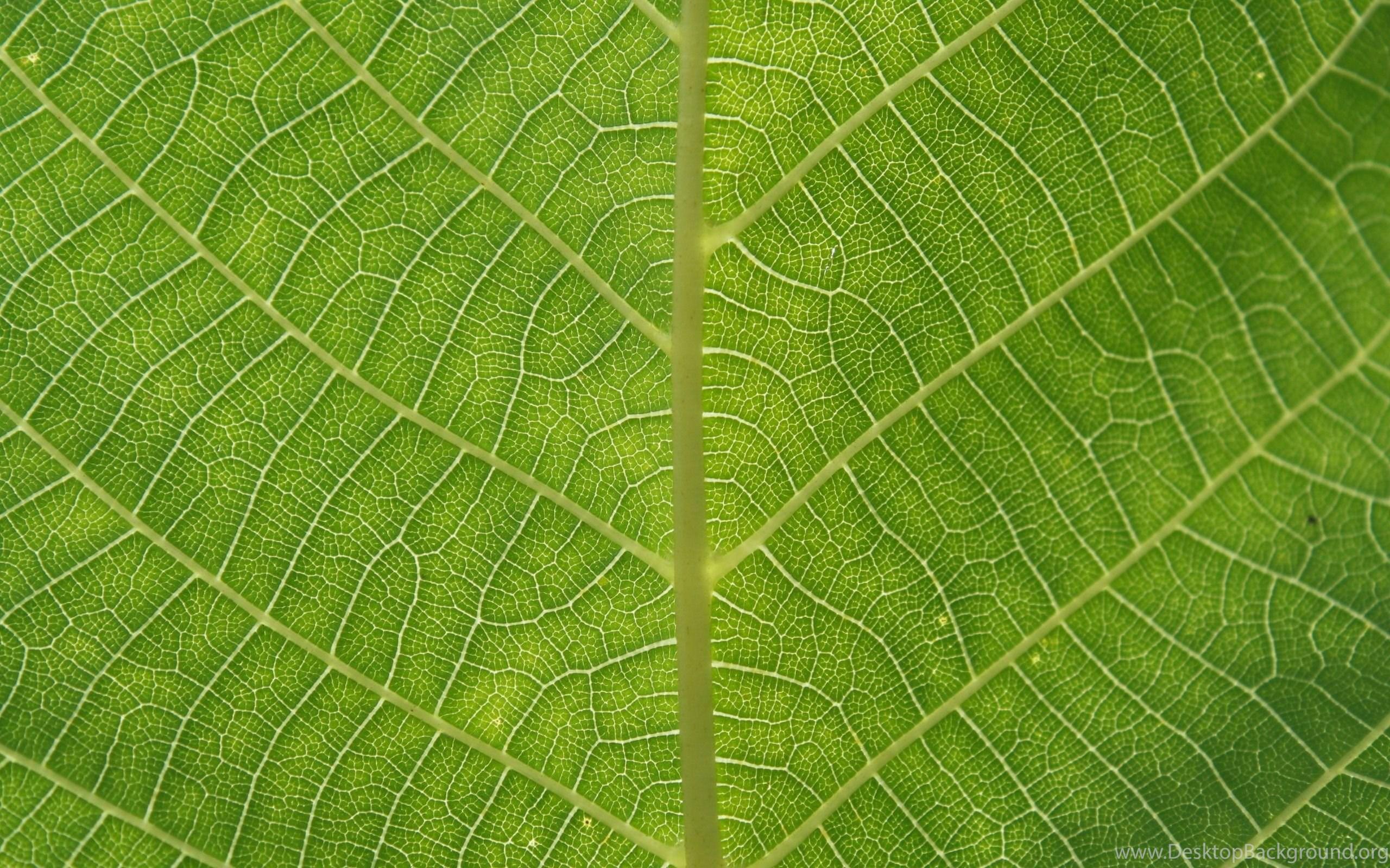 Leaves Texture Wallpapers - Top Free Leaves Texture Backgrounds ...