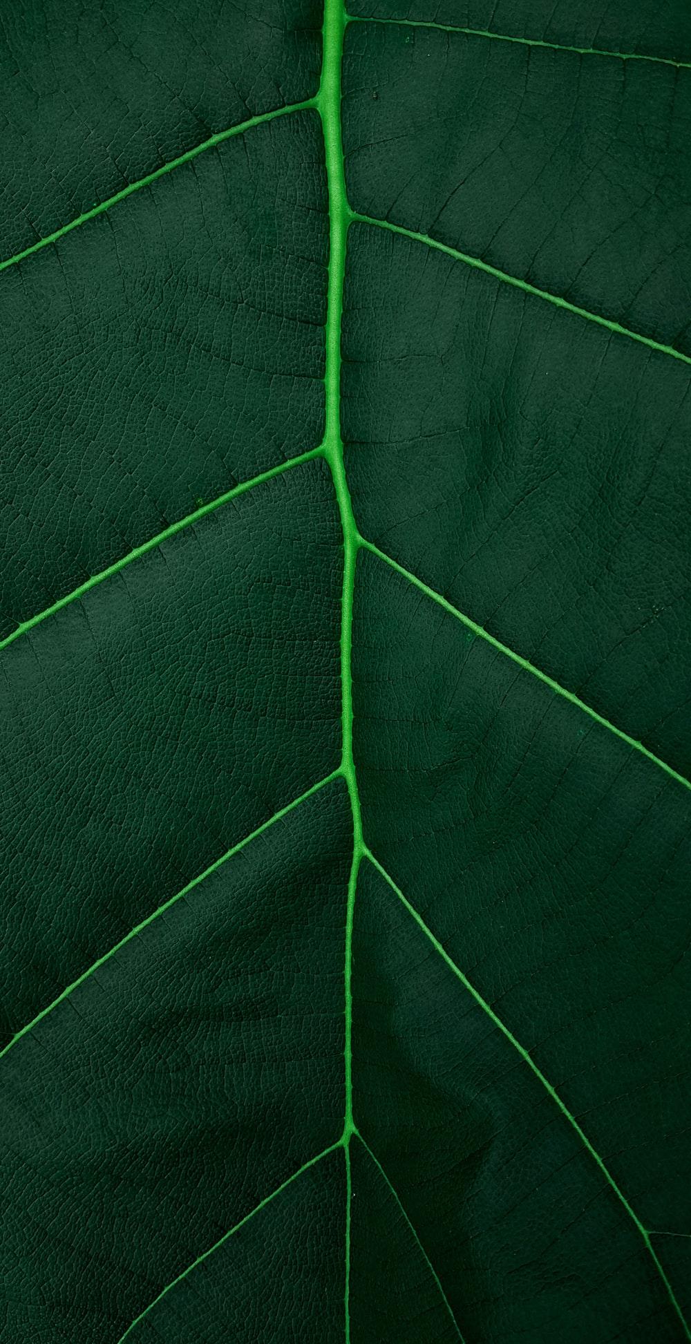 Leaves Texture Wallpapers - Top Free Leaves Texture Backgrounds ...