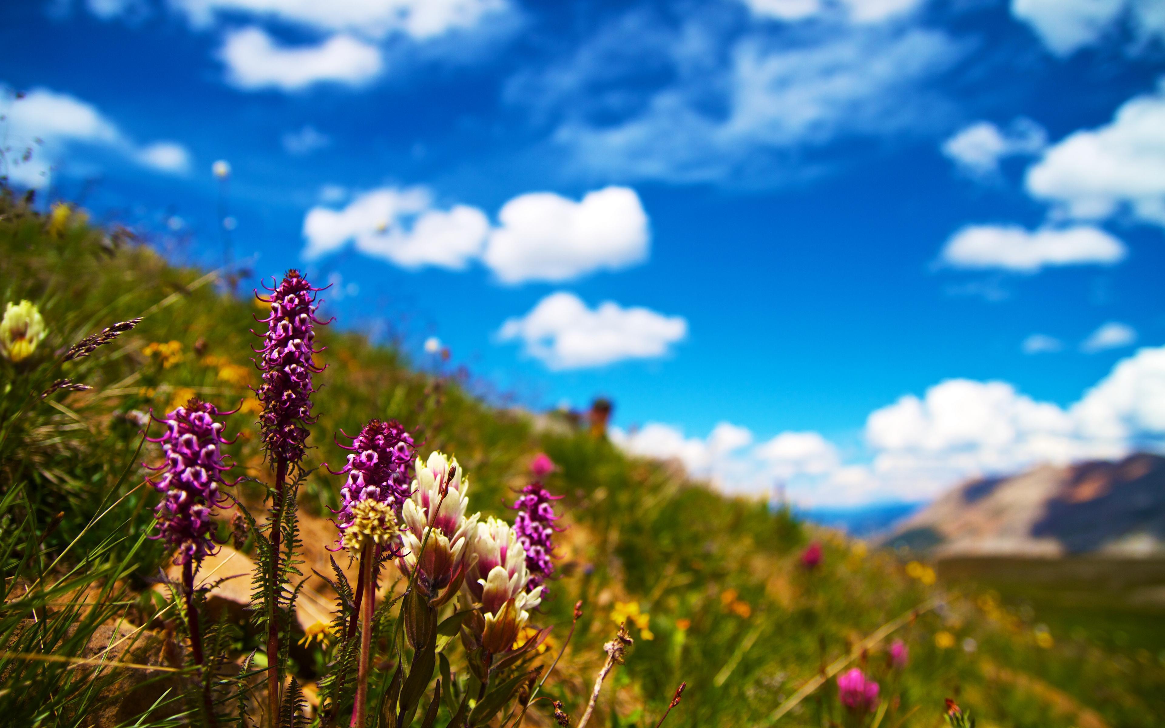 Flower Field 4K Wallpapers - Top Free Flower Field 4K Backgrounds ...