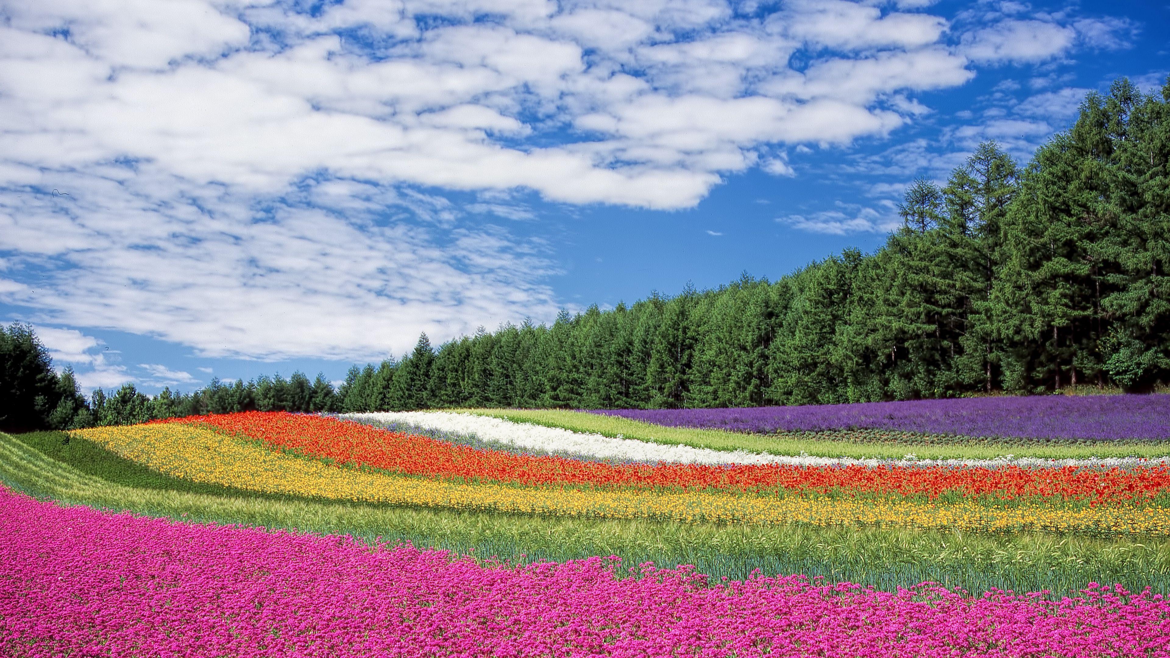 Flower Field 4K Wallpapers - Top Free Flower Field 4K Backgrounds ...