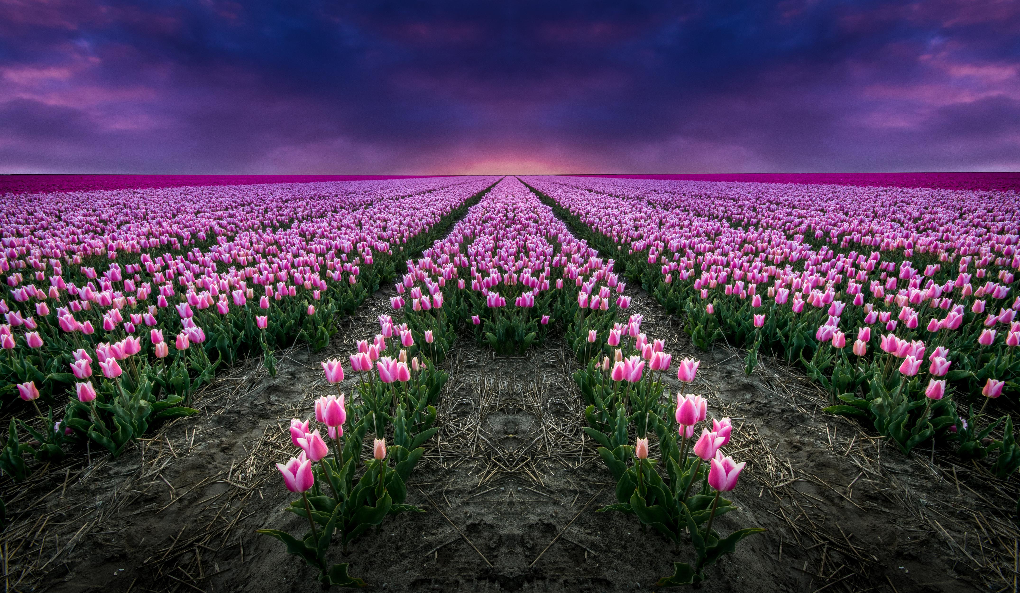 Flower Field 4K Wallpapers - Top Free Flower Field 4K Backgrounds ...