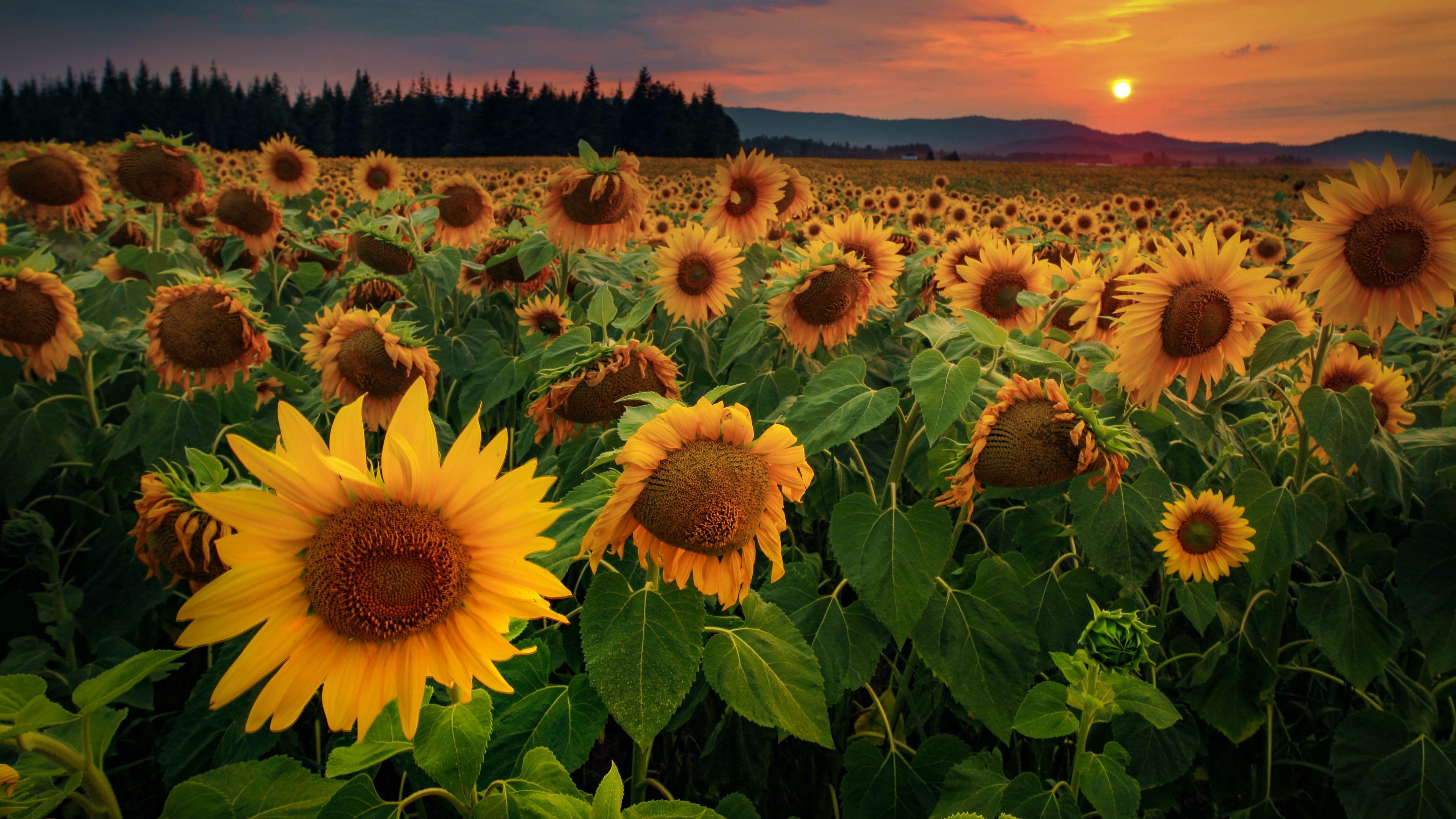 Flower Field 4K Wallpapers - Top Free Flower Field 4K Backgrounds ...