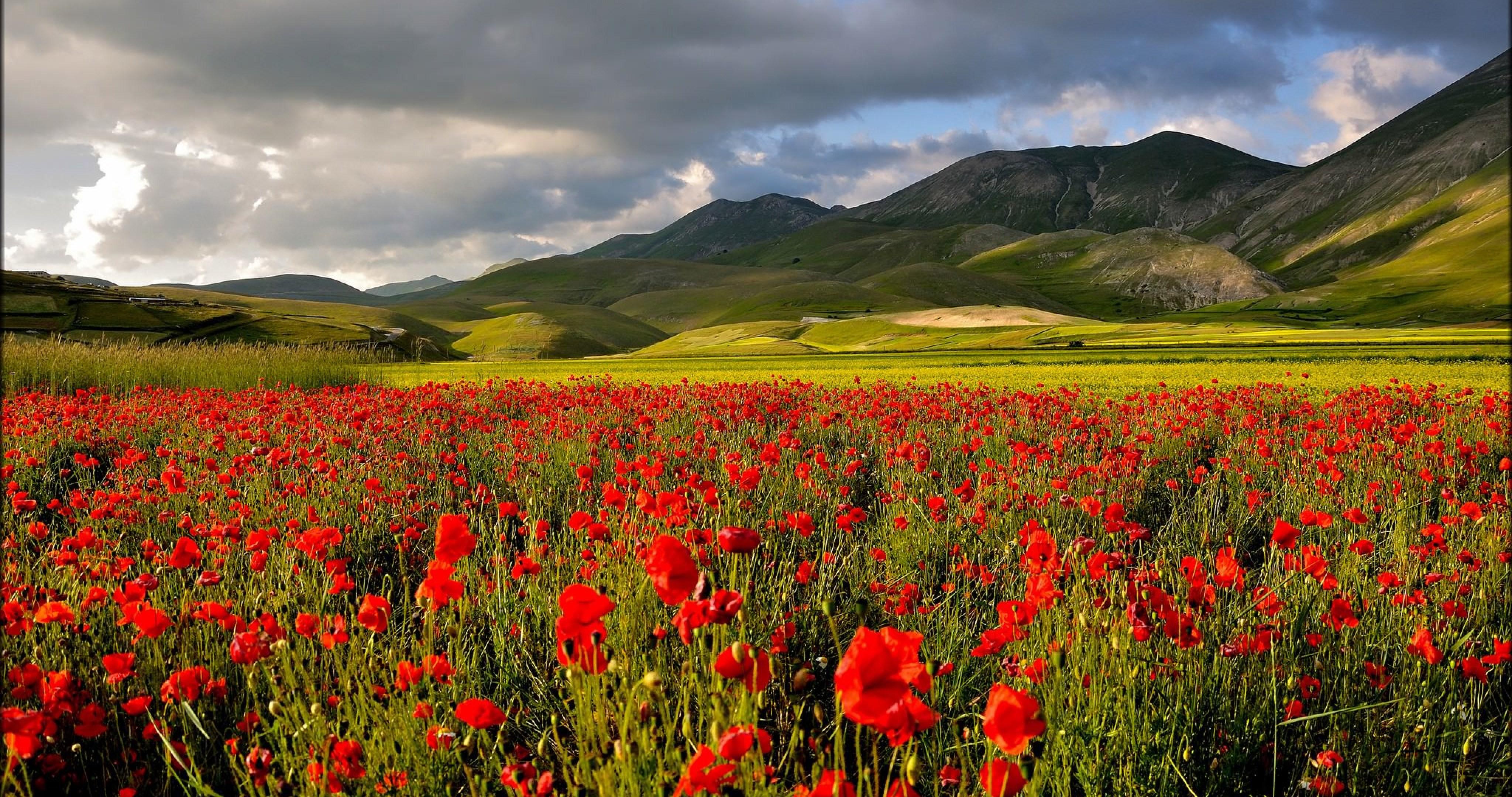 Flower Field 4K Wallpapers - Top Free Flower Field 4K Backgrounds ...