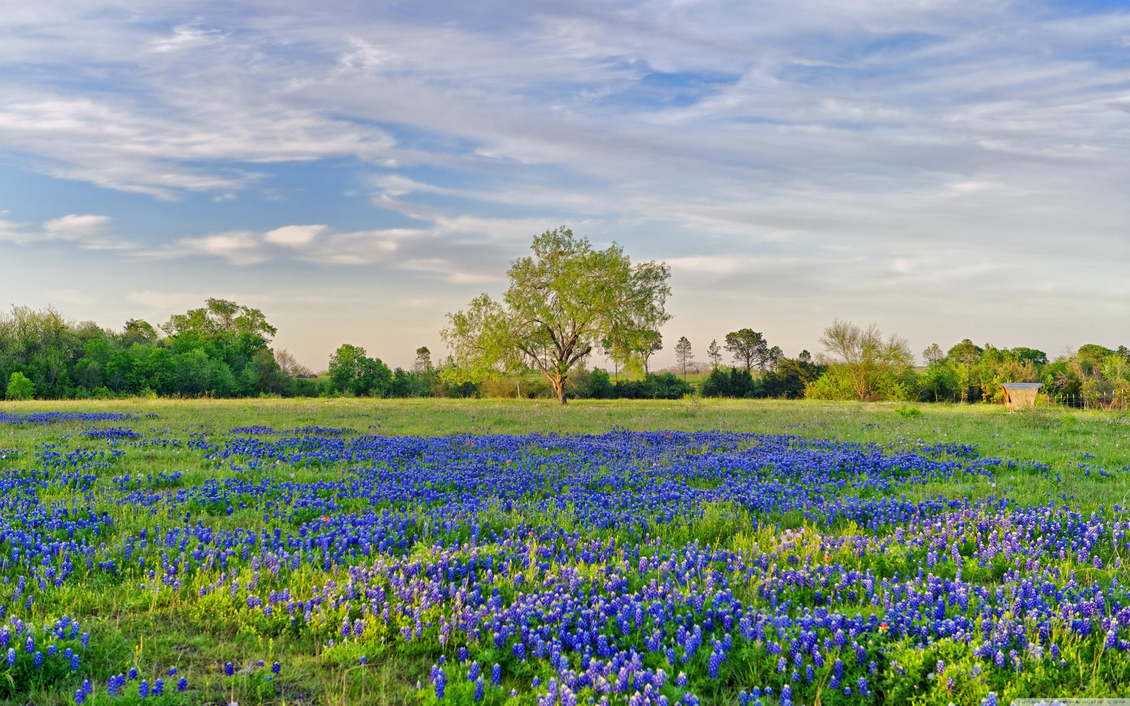 Flower Field Desktop Wallpapers - Top Free Flower Field Desktop ...