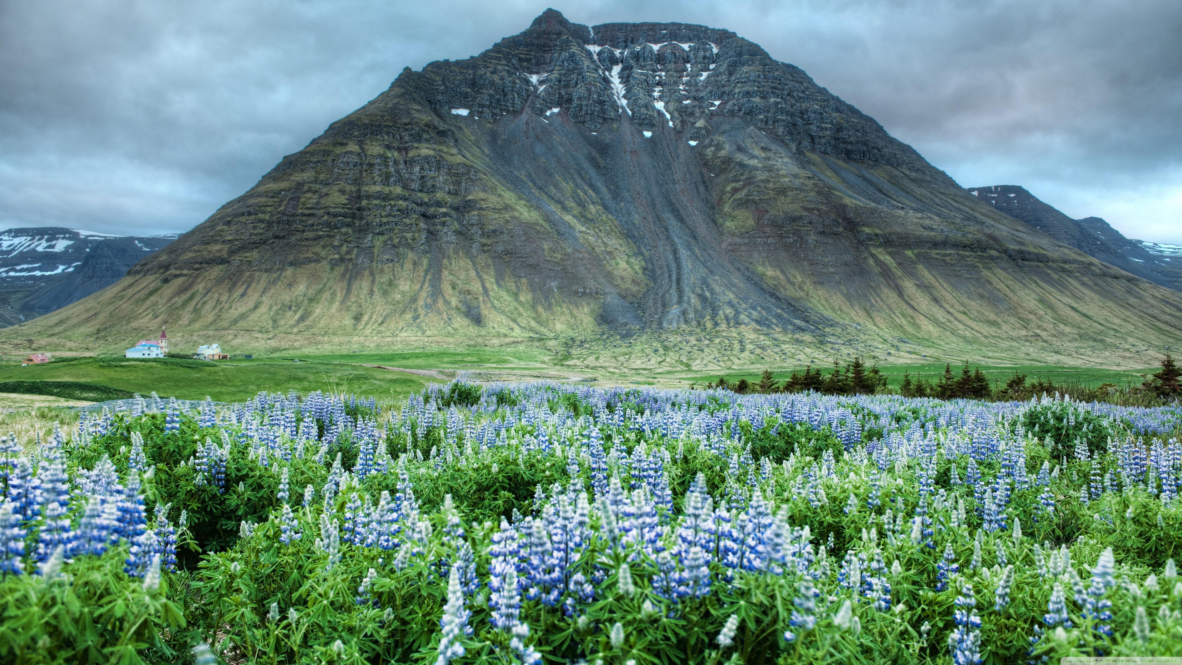 Flower Field 4K Wallpapers - Top Free Flower Field 4K Backgrounds ...