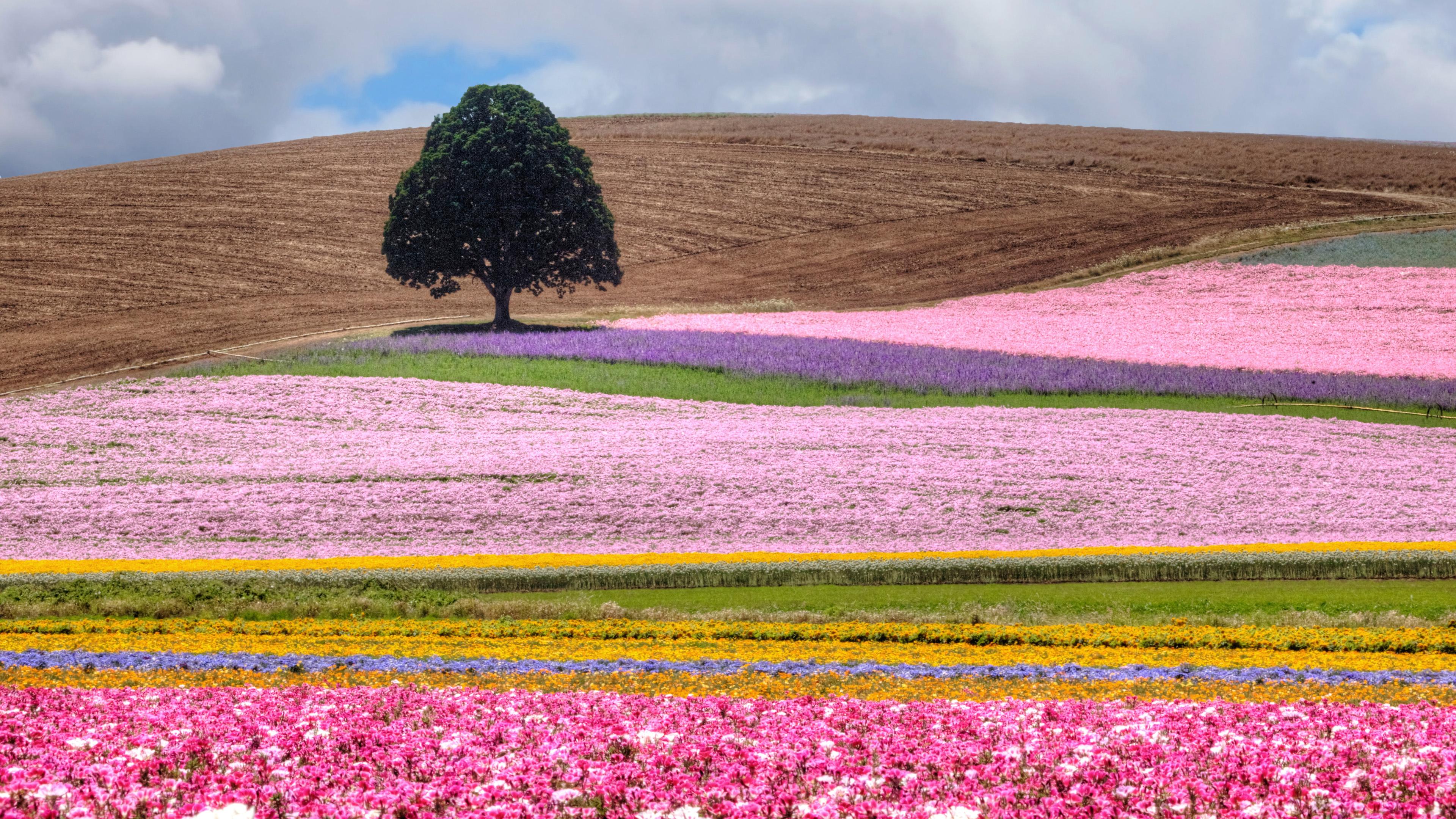 Flower Field 4K Wallpapers - Top Free Flower Field 4K Backgrounds ...