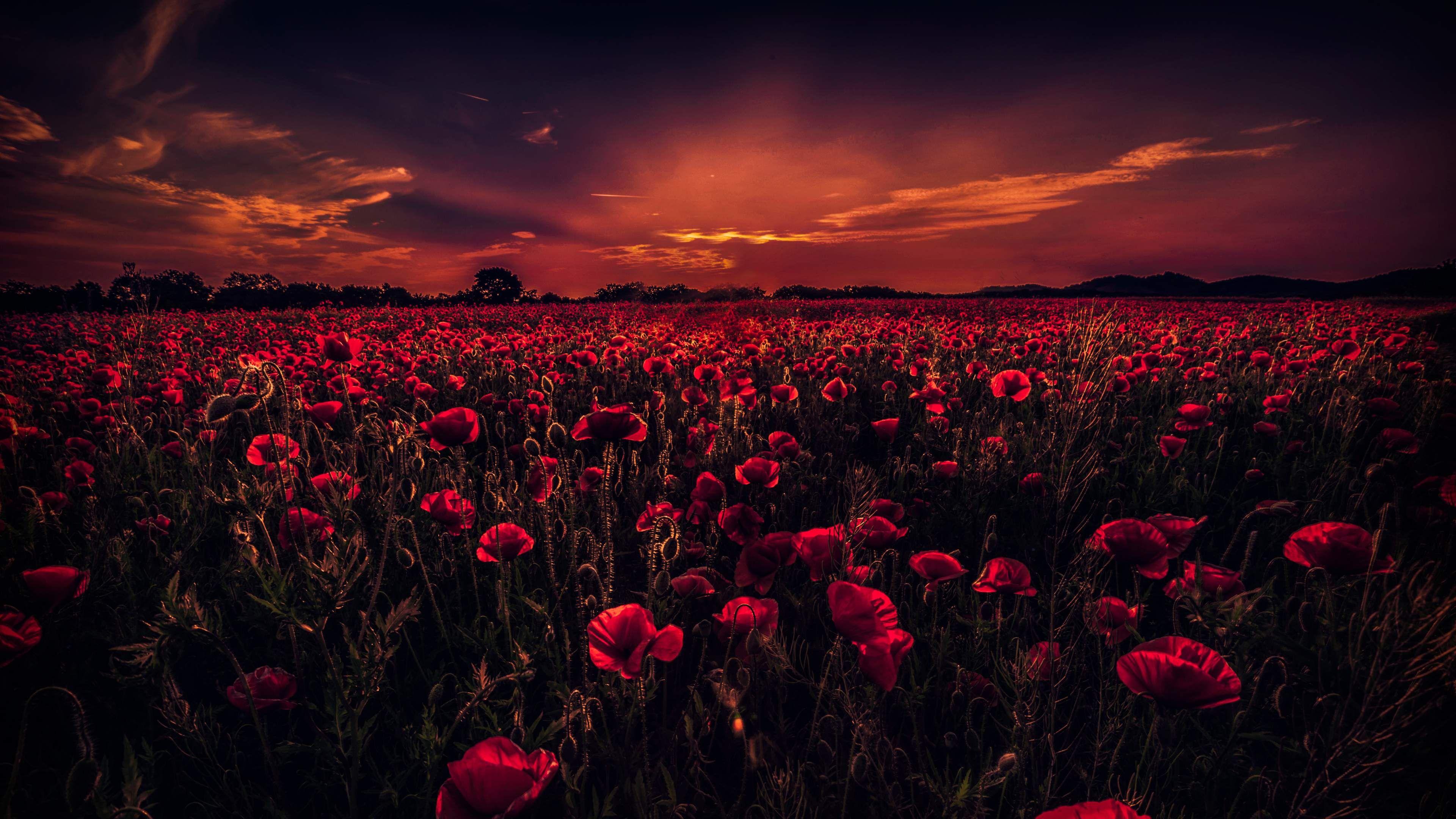 Flower Field 4K Wallpapers - Top Free Flower Field 4K Backgrounds ...