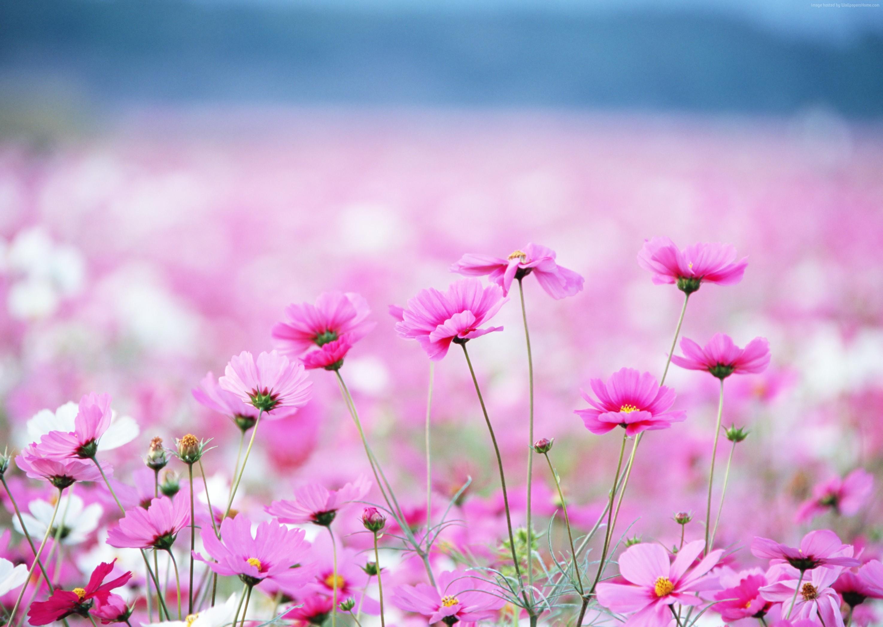 Flower Field 4K Wallpapers - Top Free Flower Field 4K Backgrounds ...