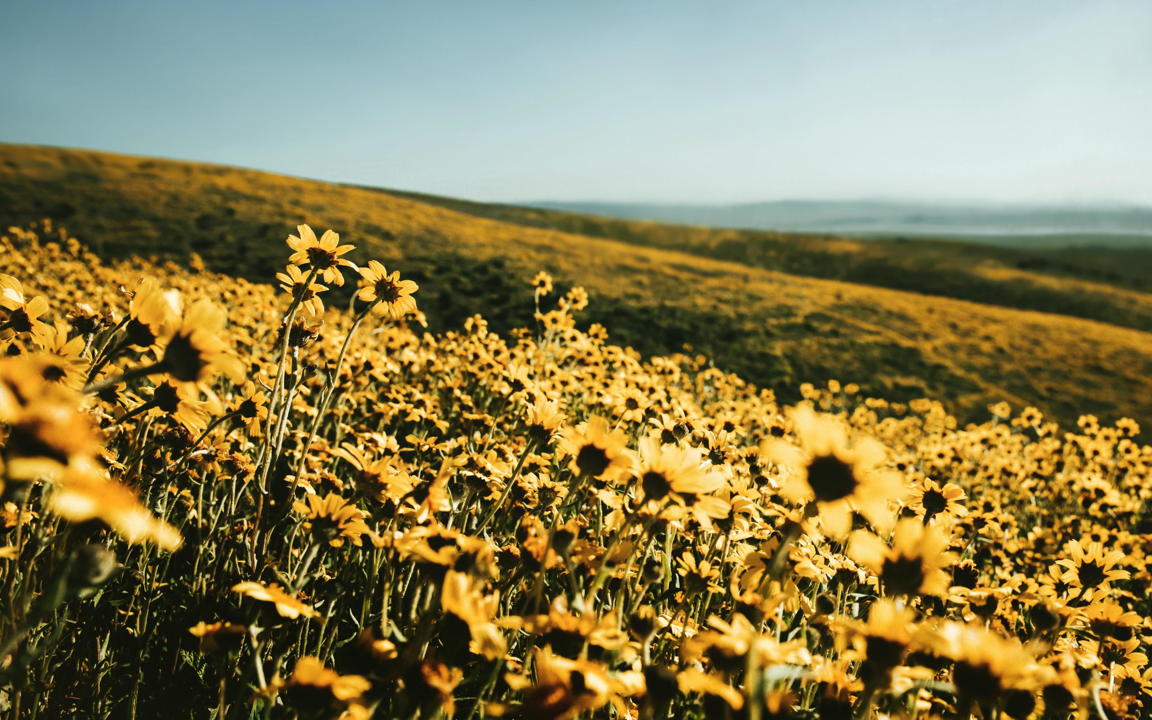 Yellow Landscape Wallpapers - Top Free Yellow Landscape Backgrounds ...