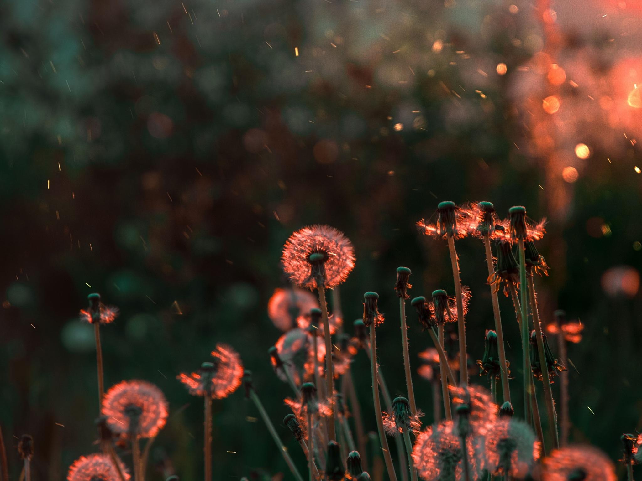 Flower Field 4K Wallpapers - Top Free Flower Field 4K Backgrounds ...