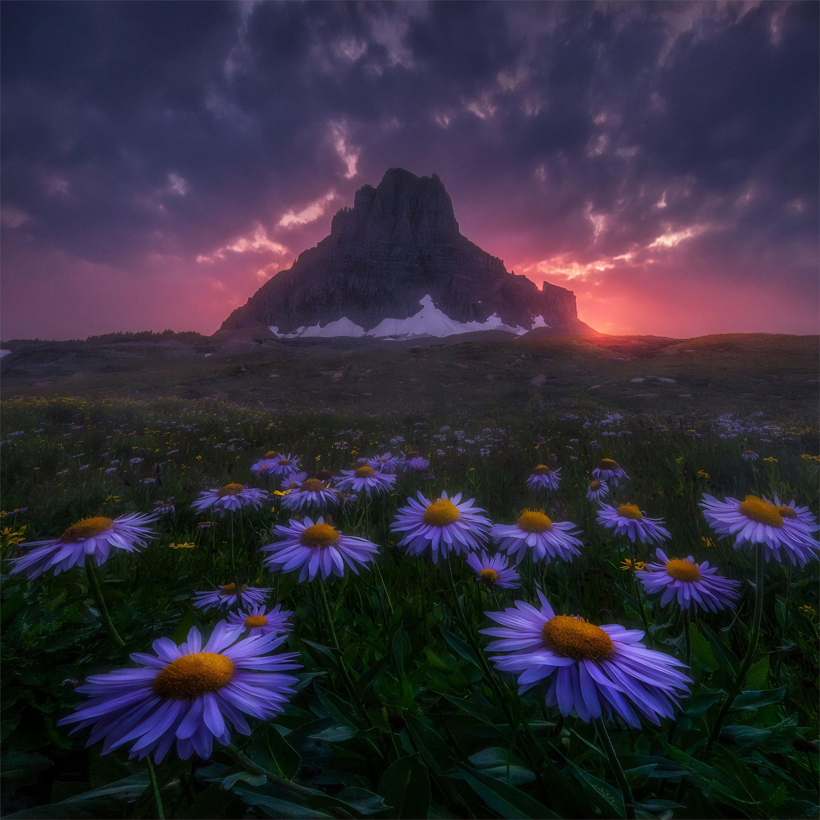 Flower Field 4K Wallpapers - Top Free Flower Field 4K Backgrounds ...