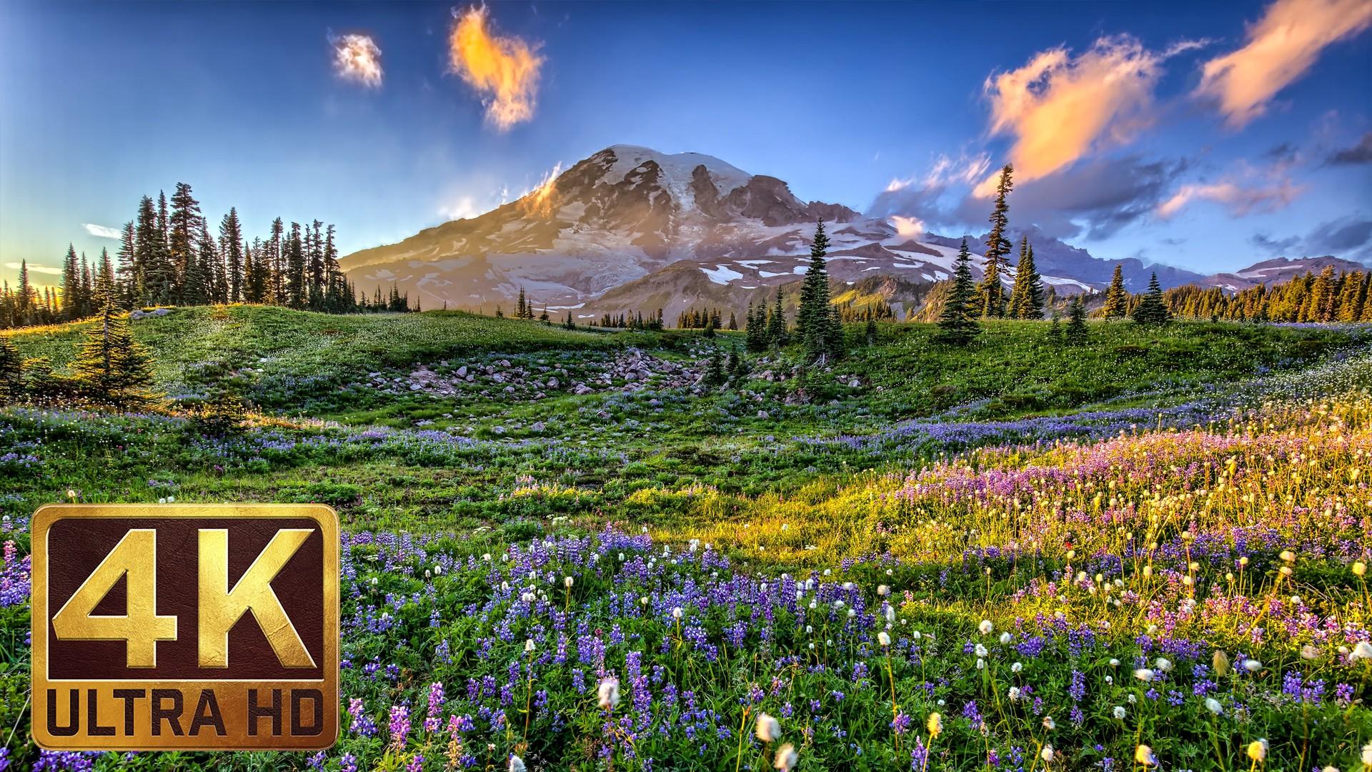 Flower Field 4K Wallpapers - Top Free Flower Field 4K Backgrounds ...