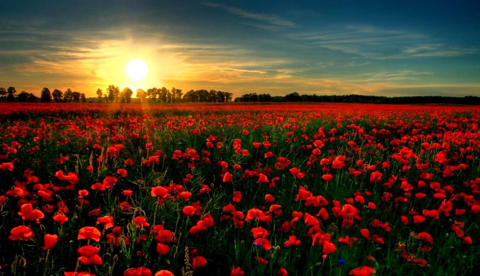 Flower Field 4K Wallpapers - Top Free Flower Field 4K Backgrounds ...