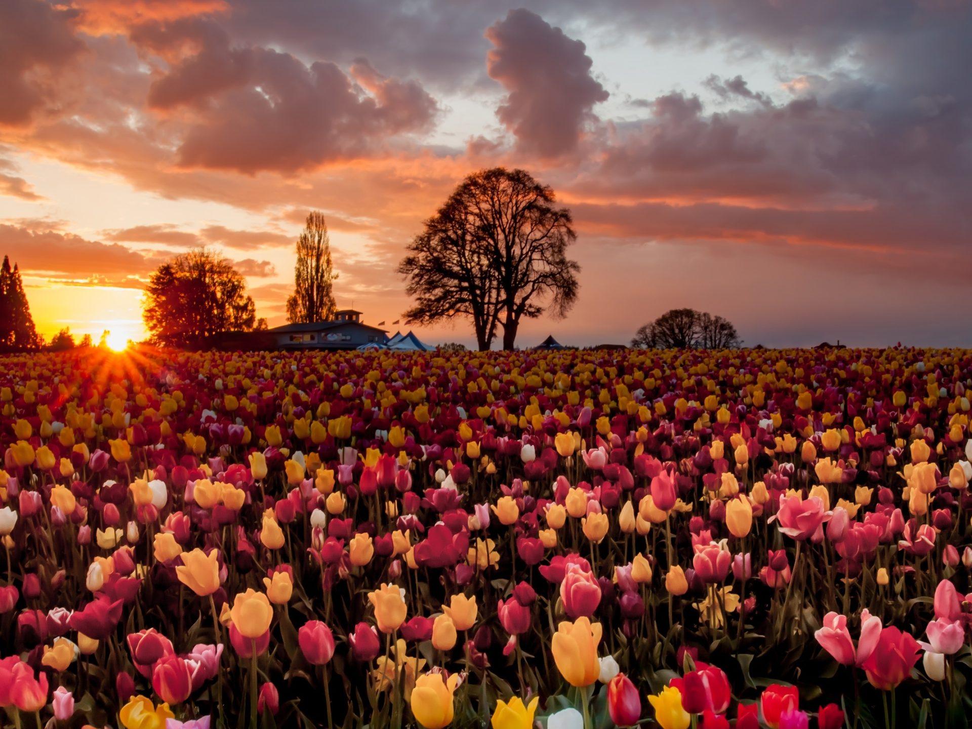 Flower Field Desktop Wallpapers - Top Free Flower Field Desktop ...