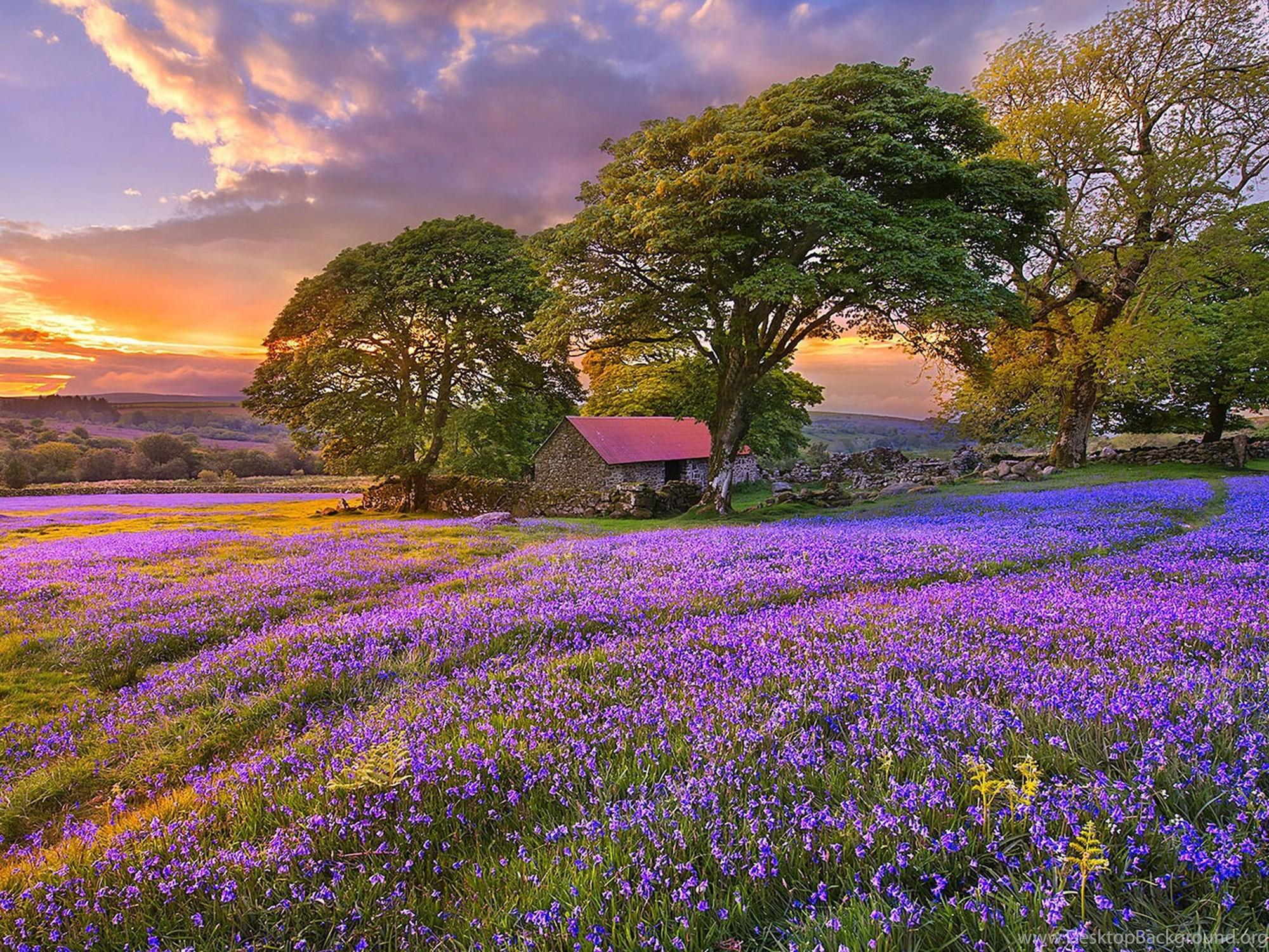Flower Field Desktop Wallpapers - Top Free Flower Field Desktop ...