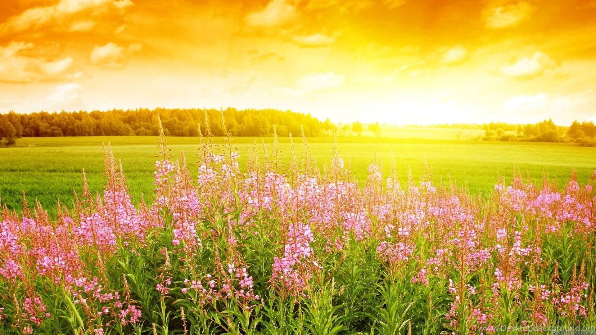 Flower Field Desktop Wallpapers - Top Free Flower Field Desktop ...