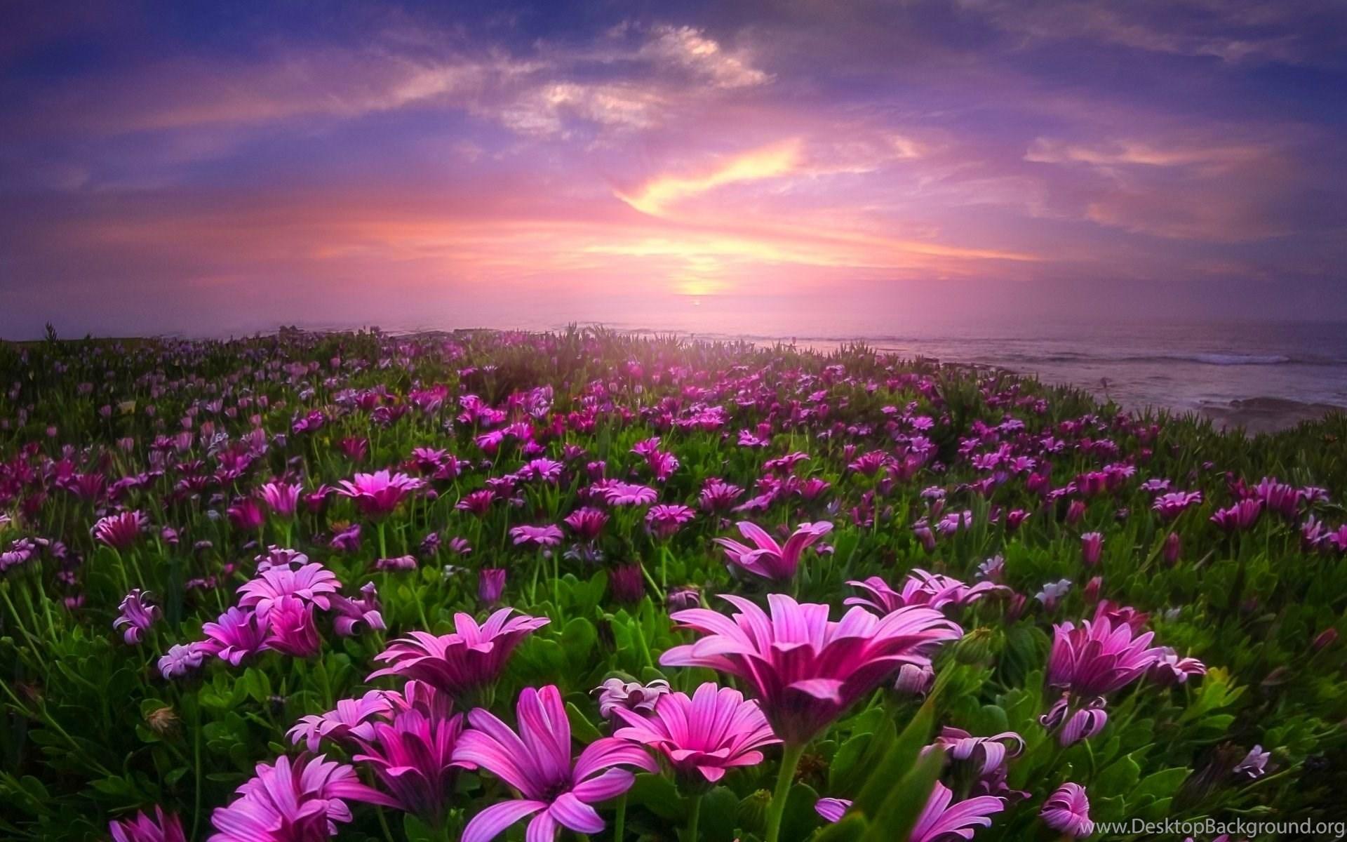 Flower Field Desktop Wallpapers - Top Free Flower Field Desktop Backgrounds - WallpaperAccess