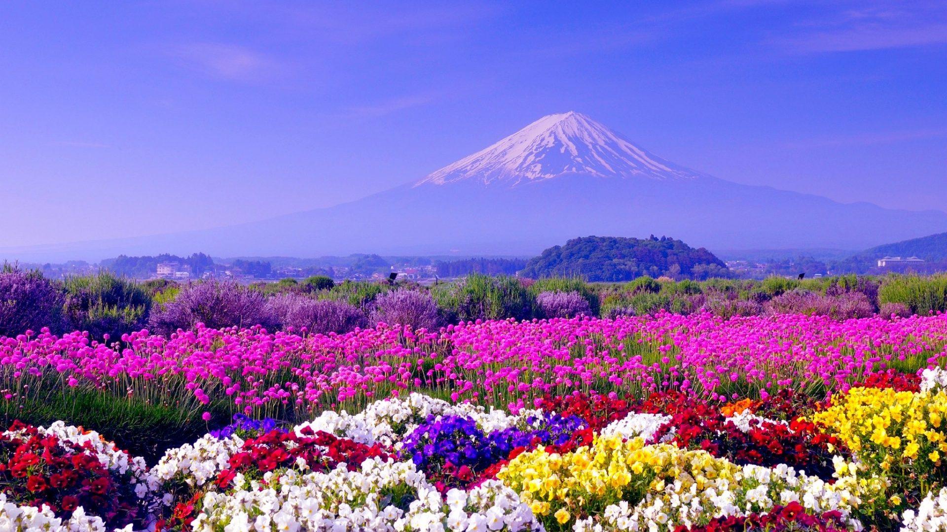 Flower Field Desktop Wallpapers - Top Free Flower Field Desktop ...