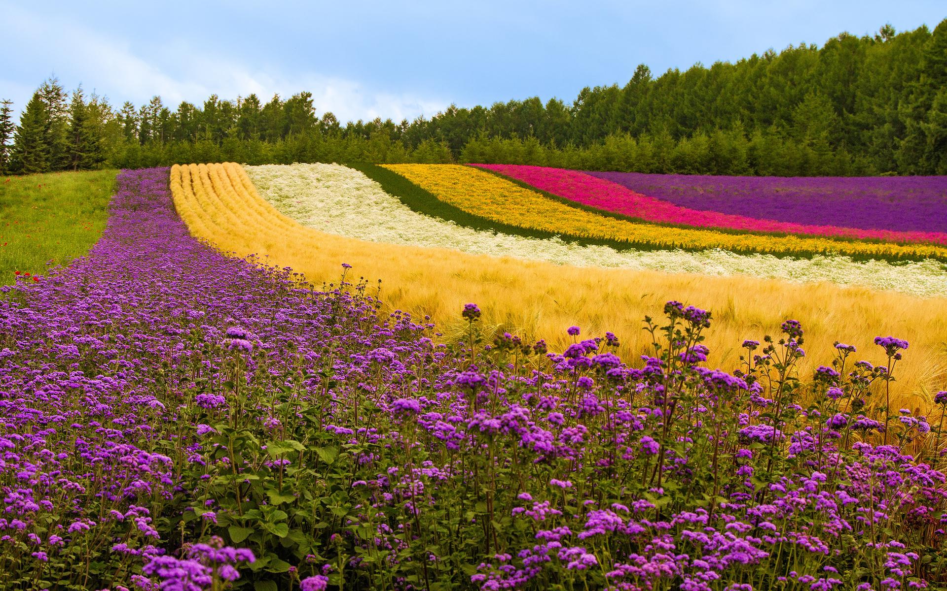 Flower Field Desktop Wallpapers - Top Free Flower Field Desktop ...