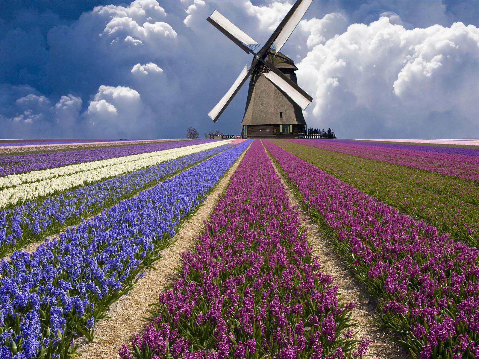 Flower Field Desktop Wallpapers - Top Free Flower Field Desktop ...