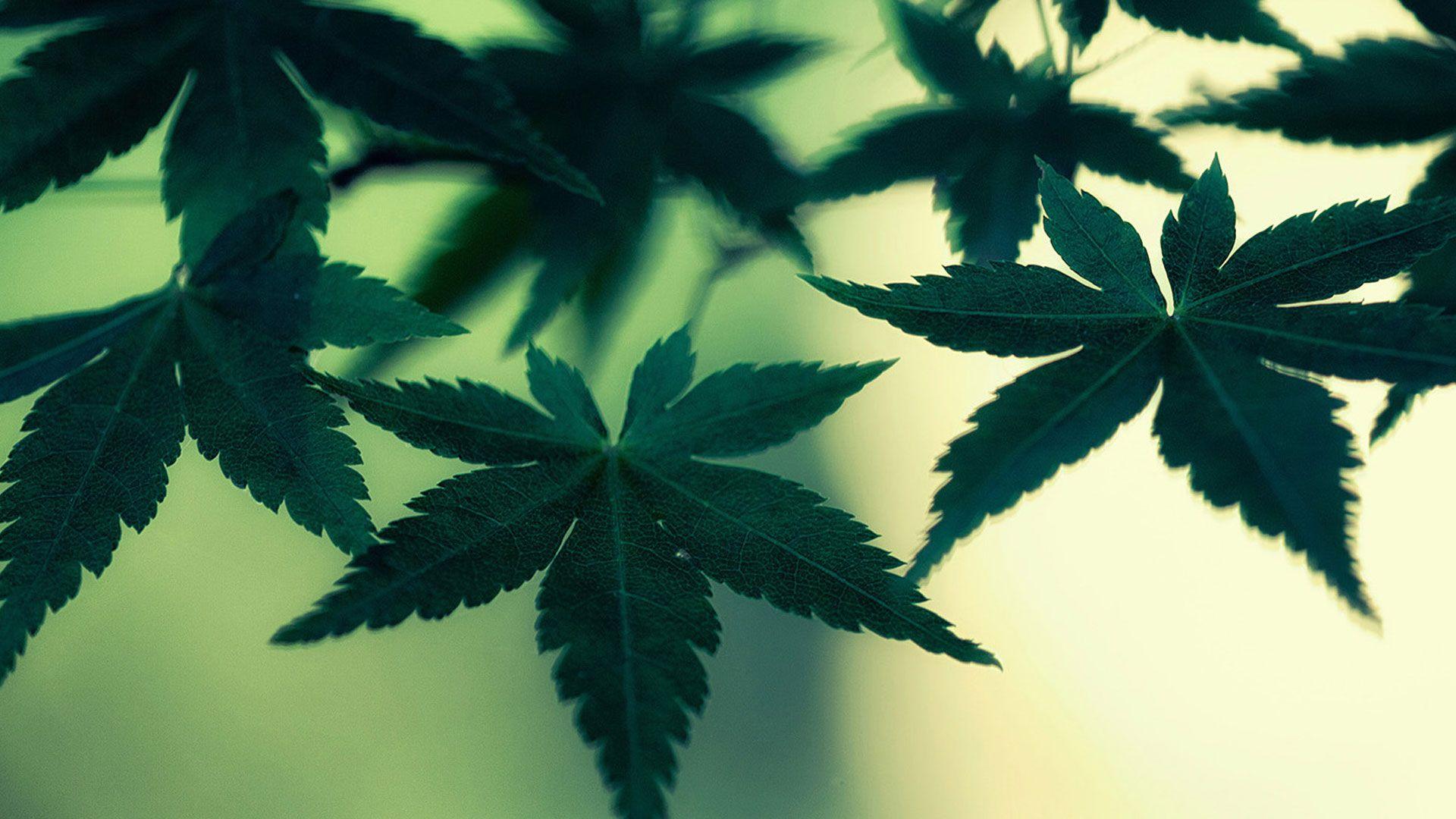 HD Weed Widescreen 1080P Wallpapers - Top Free HD Weed Widescreen 1080P ...