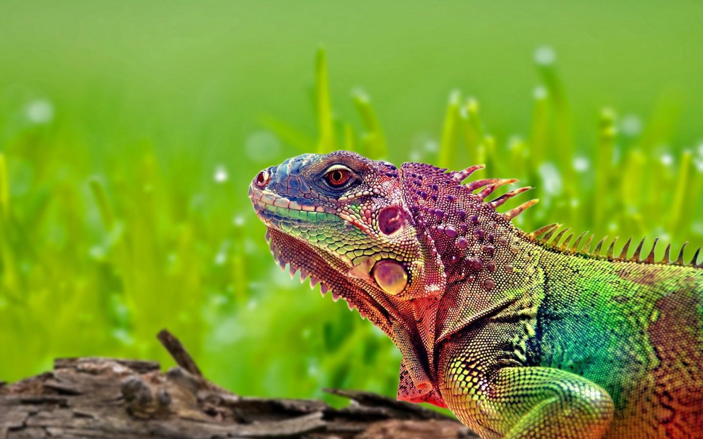 Animal Reptile Wallpapers - Top Free Animal Reptile Backgrounds ...