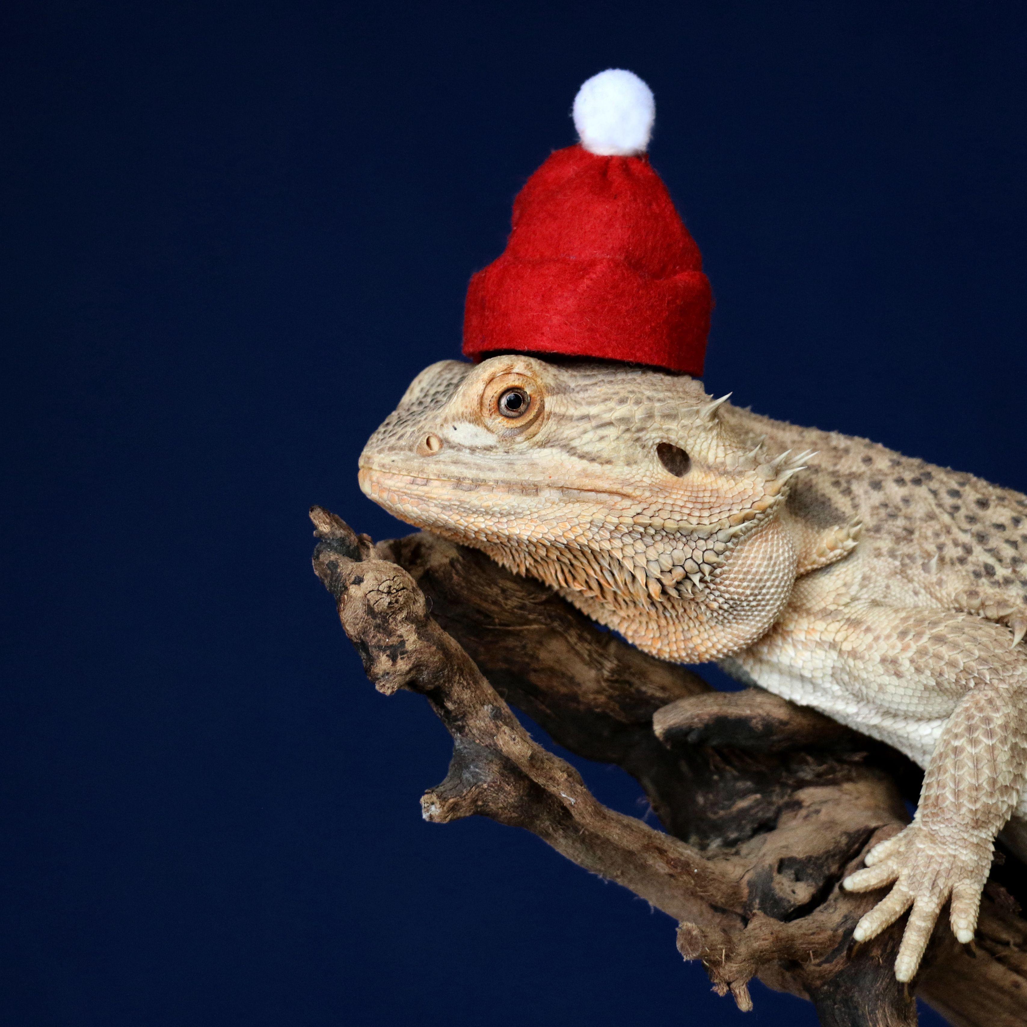 Funny Reptile Wallpapers - Top Free Funny Reptile Backgrounds ...