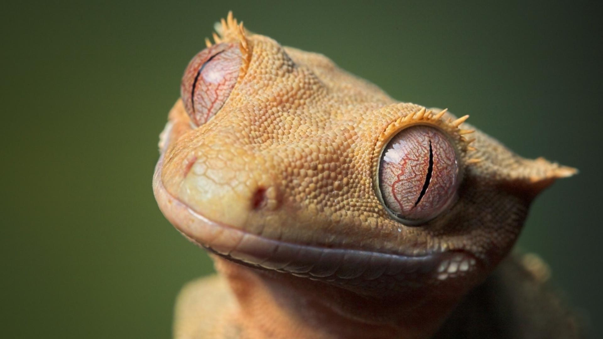 Funny Reptile Wallpapers - Top Free Funny Reptile Backgrounds ...
