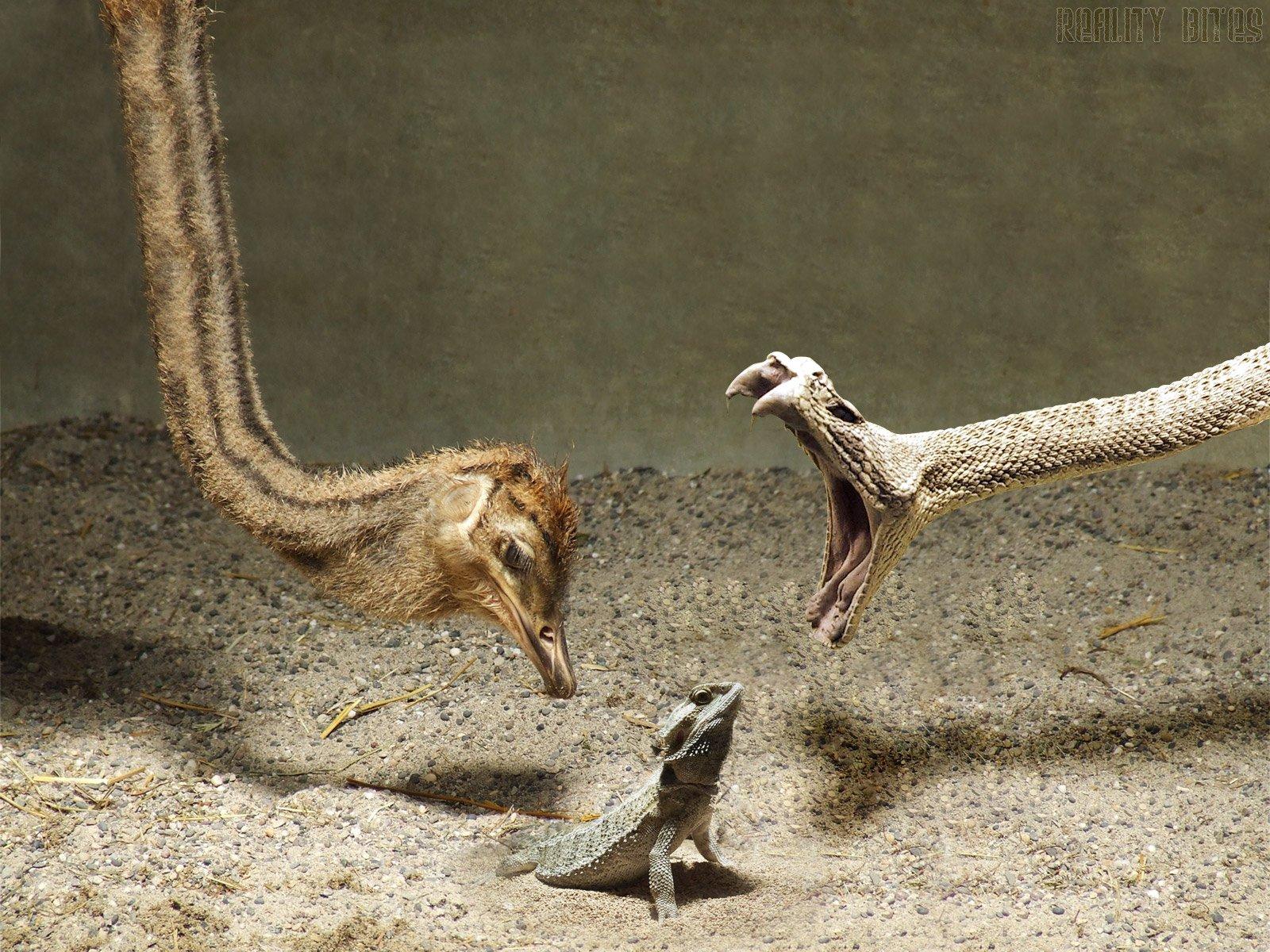 Funny Reptile Wallpapers - Top Free Funny Reptile Backgrounds ...