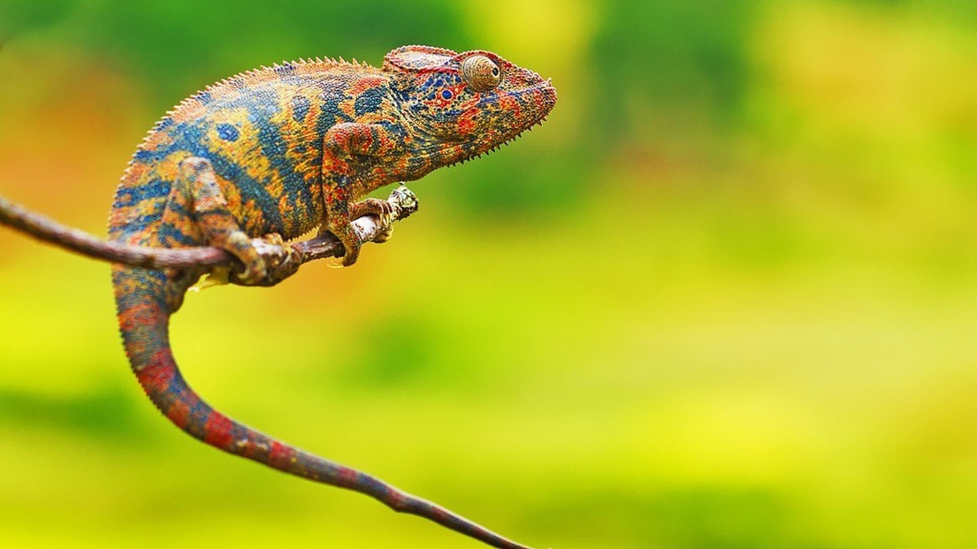 Animal Reptile Wallpapers - Top Free Animal Reptile Backgrounds ...