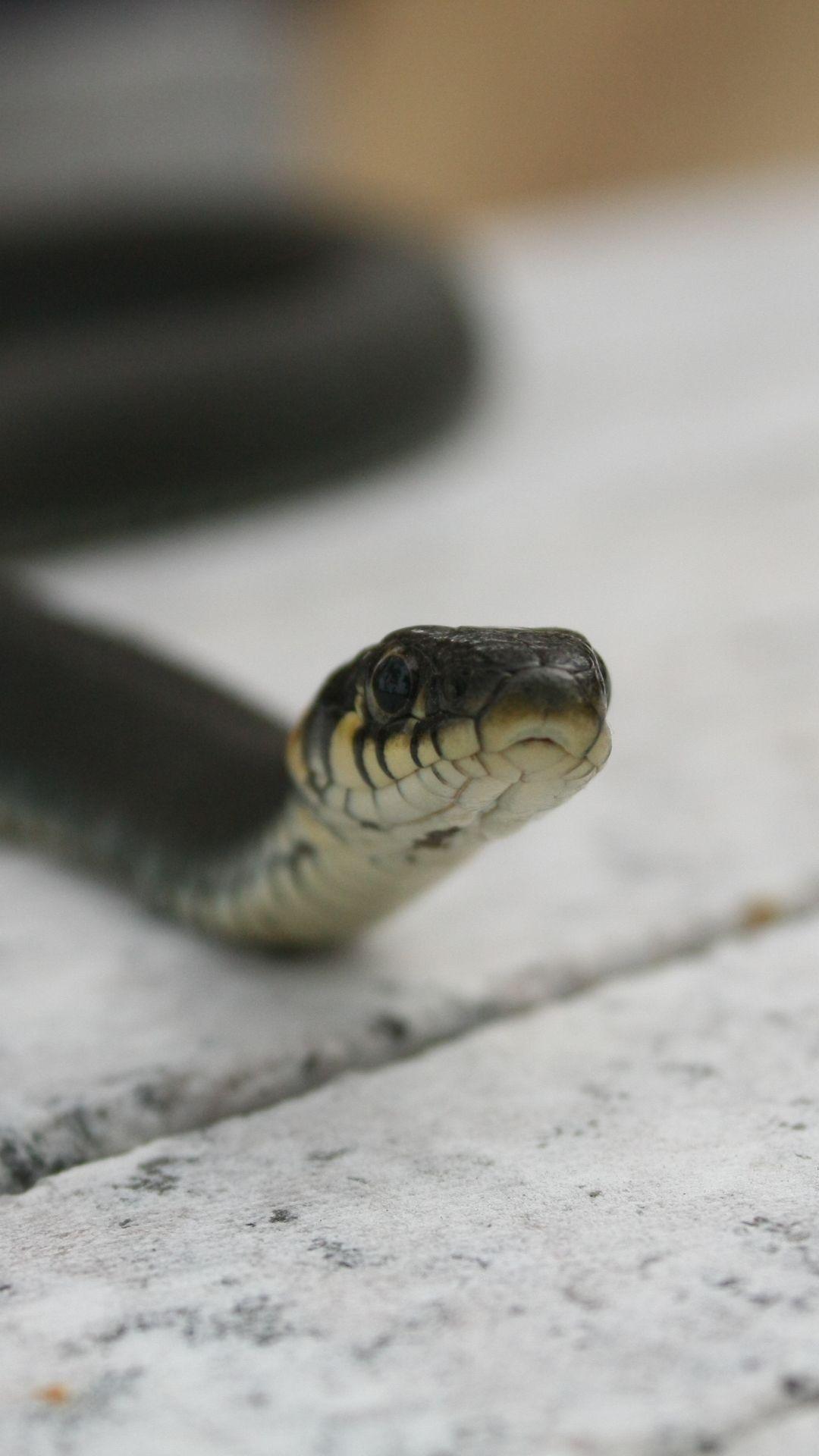 Animal Reptile Wallpapers - Top Free Animal Reptile Backgrounds ...