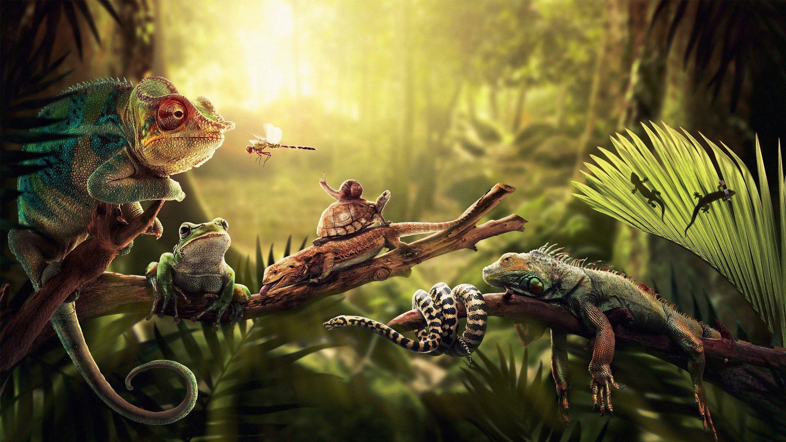 Funny Reptile Wallpapers - Top Free Funny Reptile Backgrounds ...