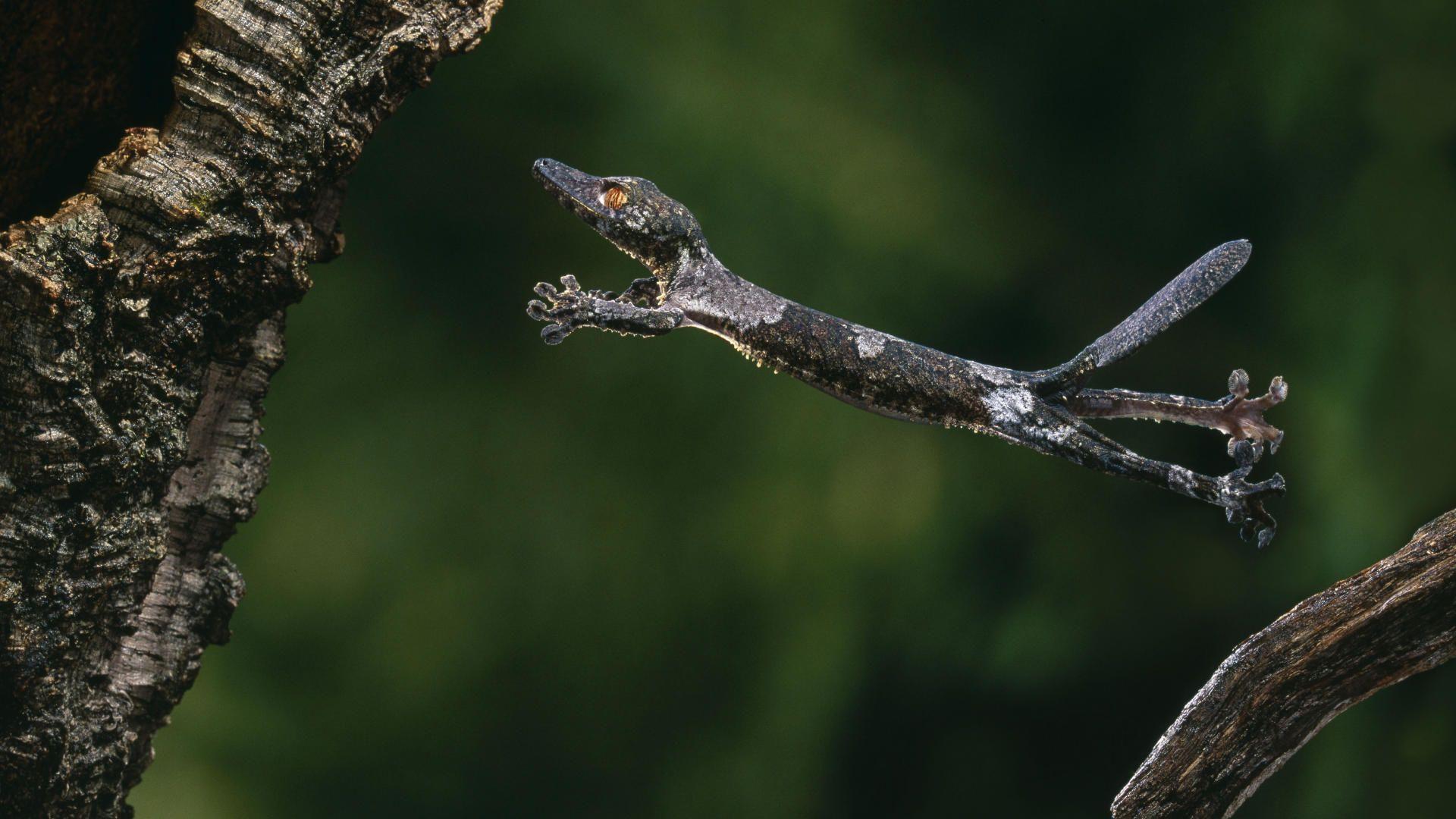 Animal Reptile Wallpapers - Top Free Animal Reptile Backgrounds ...