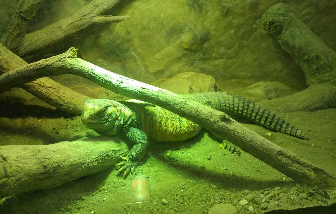 Animal Reptile Wallpapers - Top Free Animal Reptile Backgrounds ...