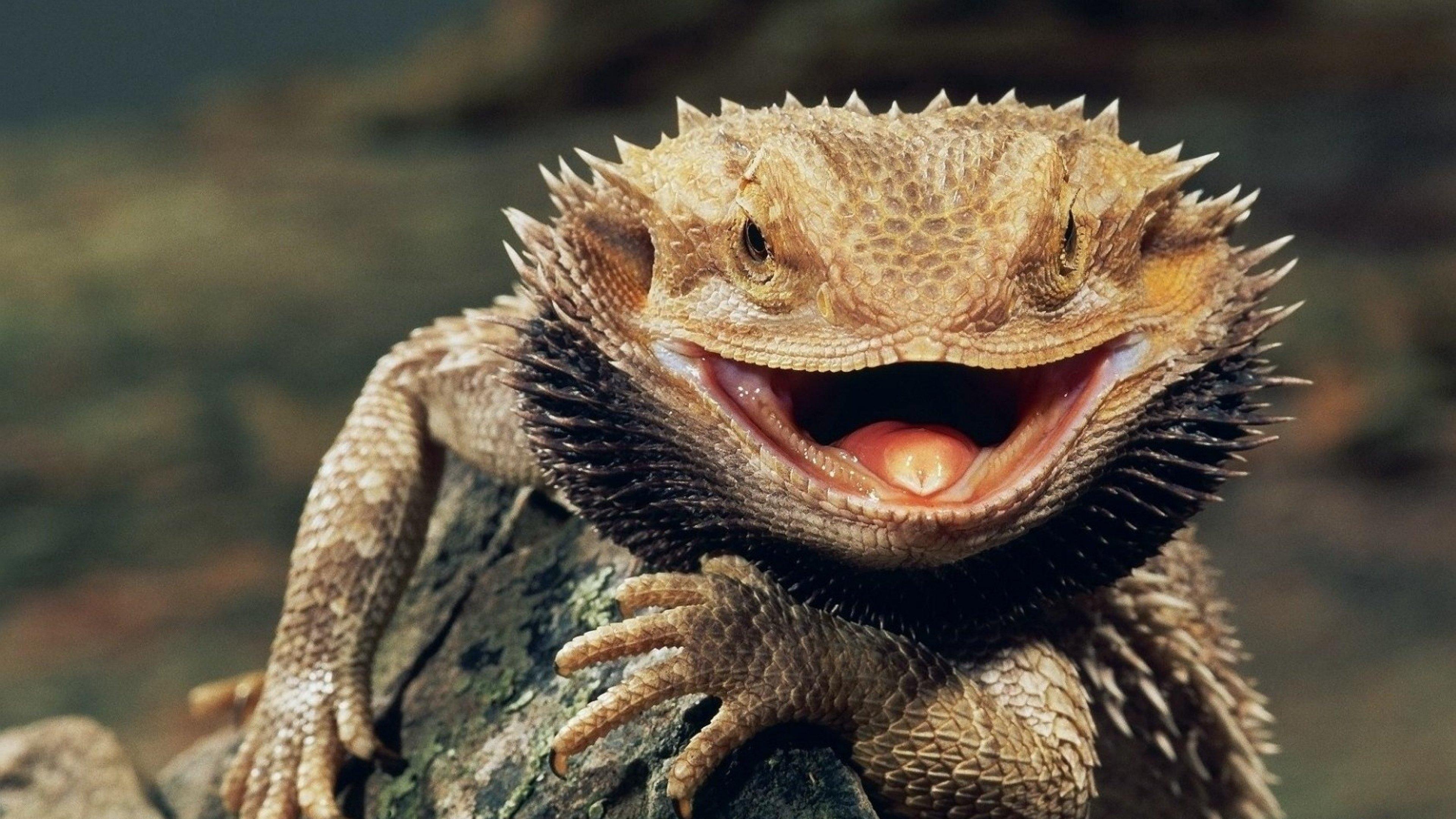 Funny Reptile Wallpapers - Top Free Funny Reptile Backgrounds ...