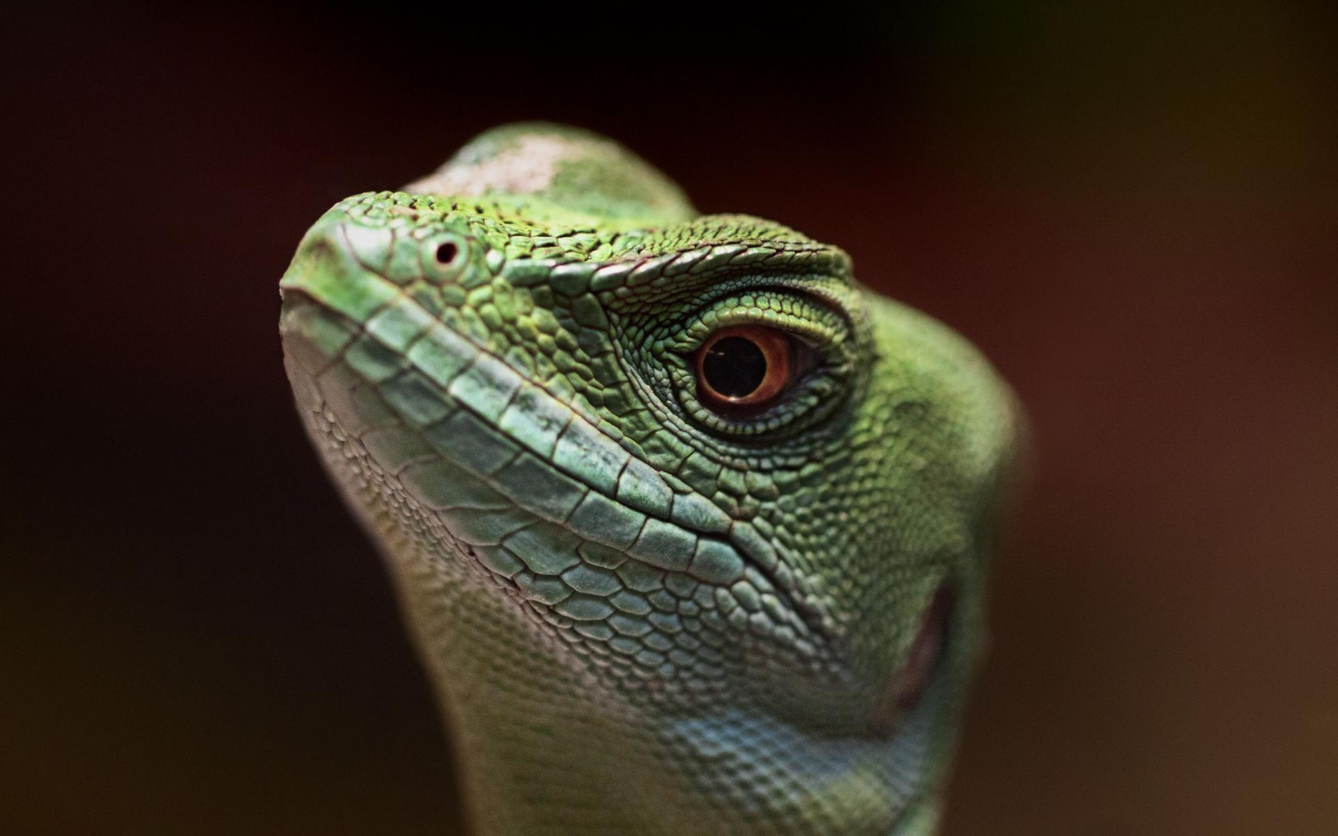Funny Reptile Wallpapers - Top Free Funny Reptile Backgrounds ...