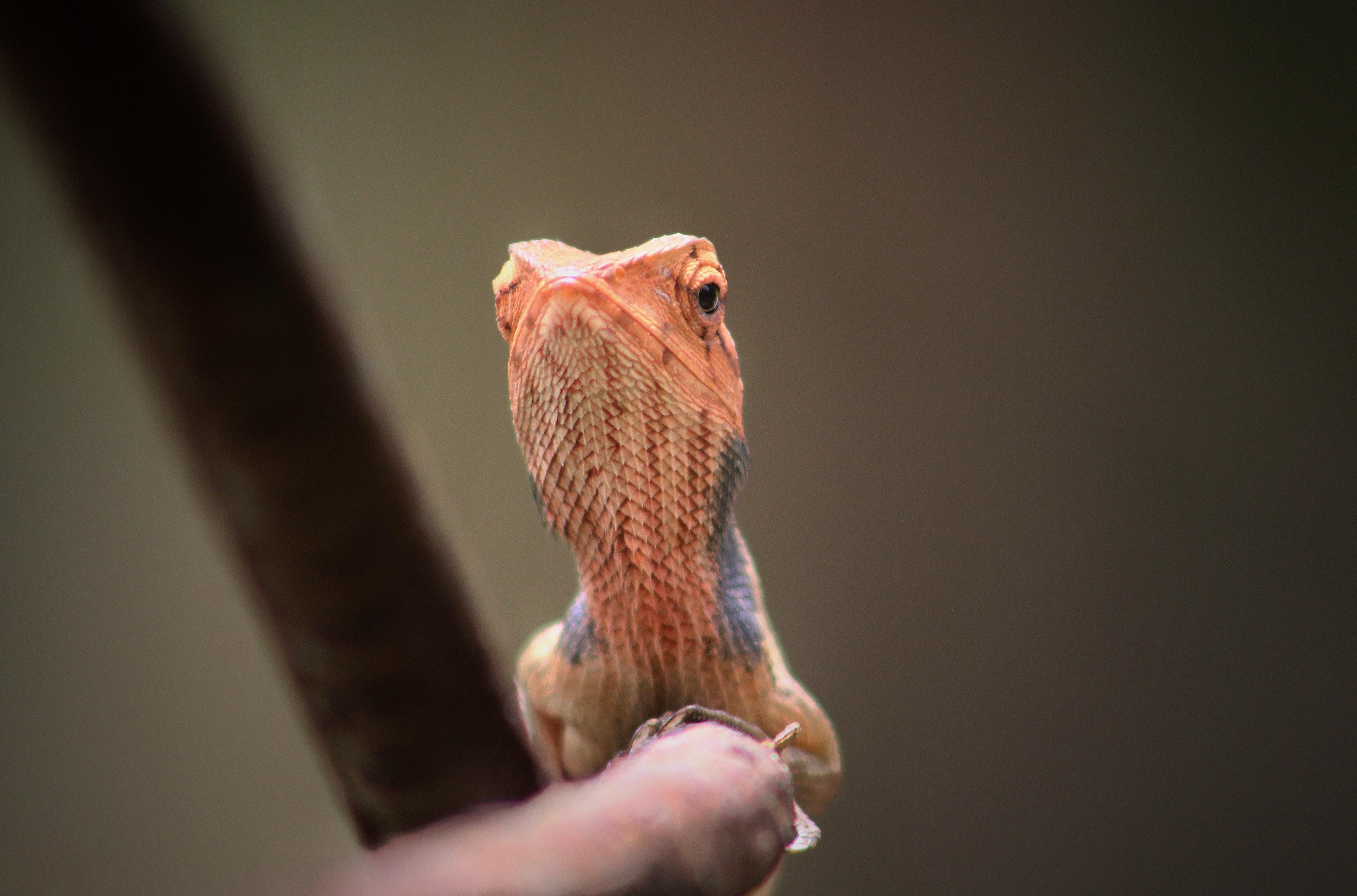 Funny Reptile Wallpapers - Top Free Funny Reptile Backgrounds ...