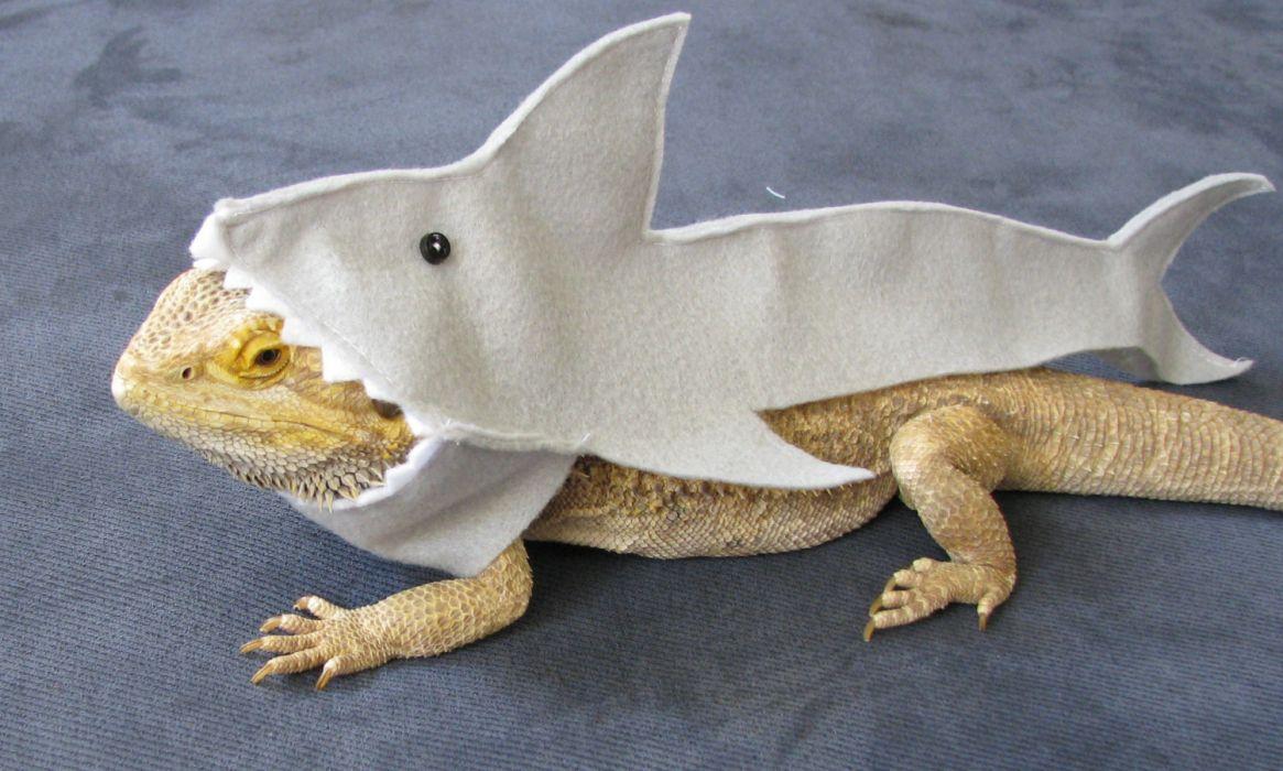 Funny Reptile Wallpapers - Top Free Funny Reptile Backgrounds ...