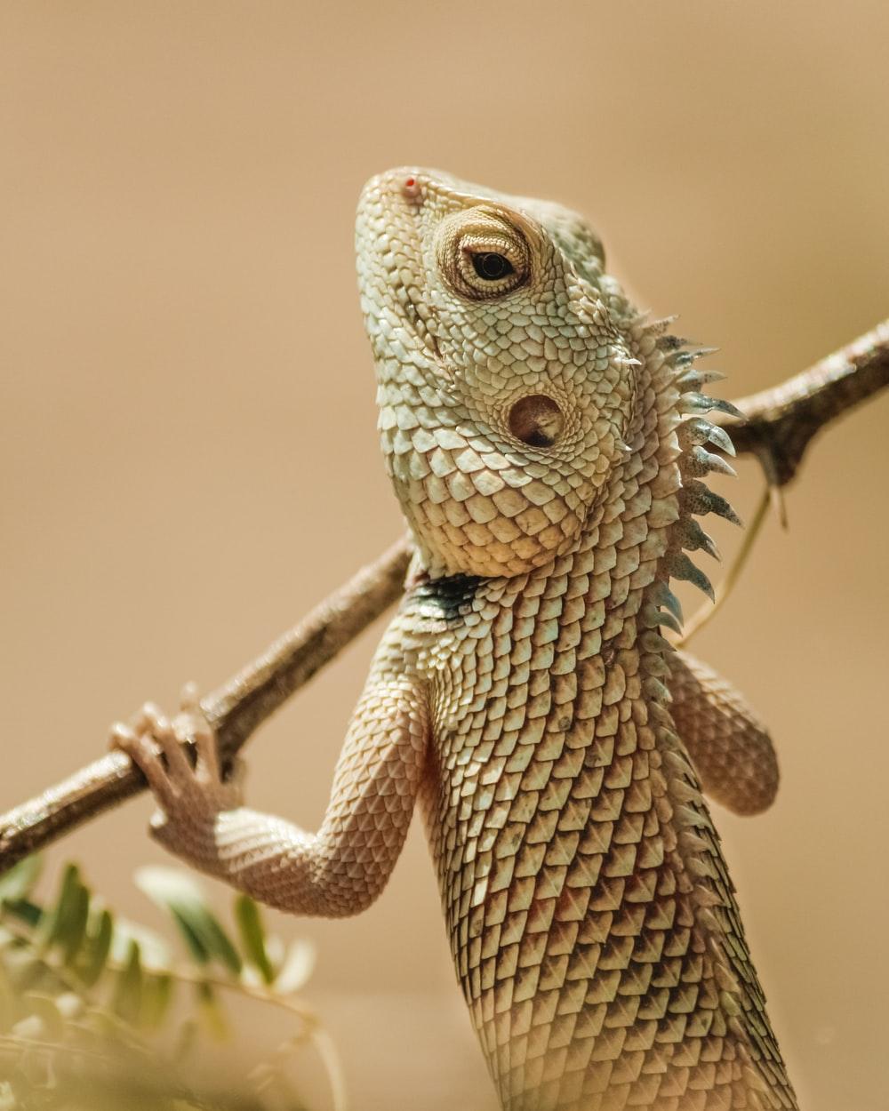 Funny Reptile Wallpapers - Top Free Funny Reptile Backgrounds ...