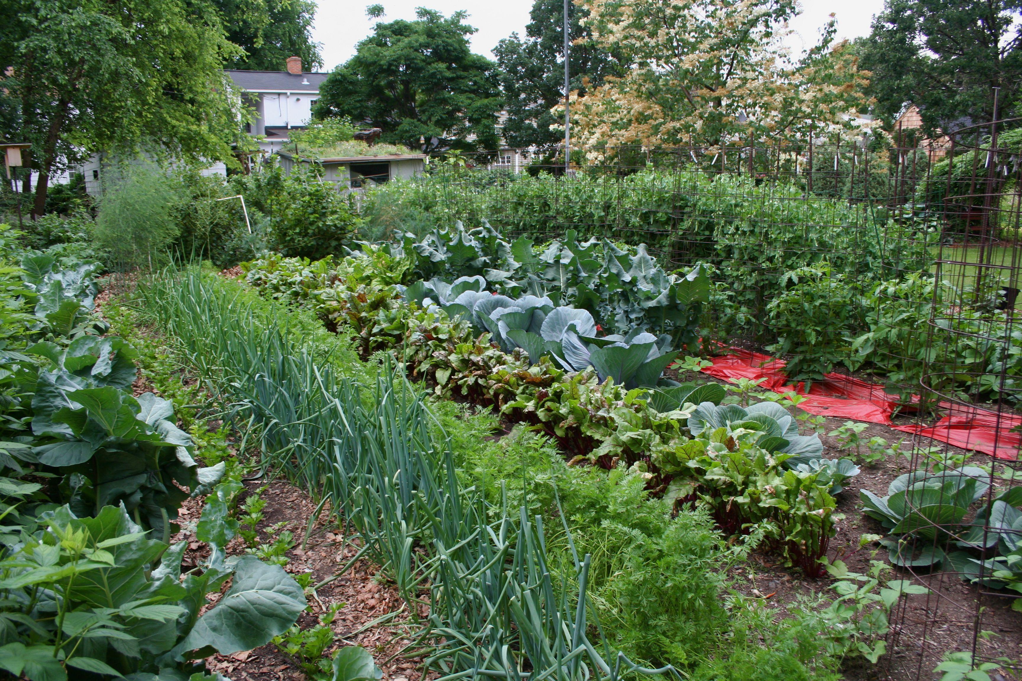 Vegetable Garden HD Wallpapers - Top Free Vegetable Garden HD ...