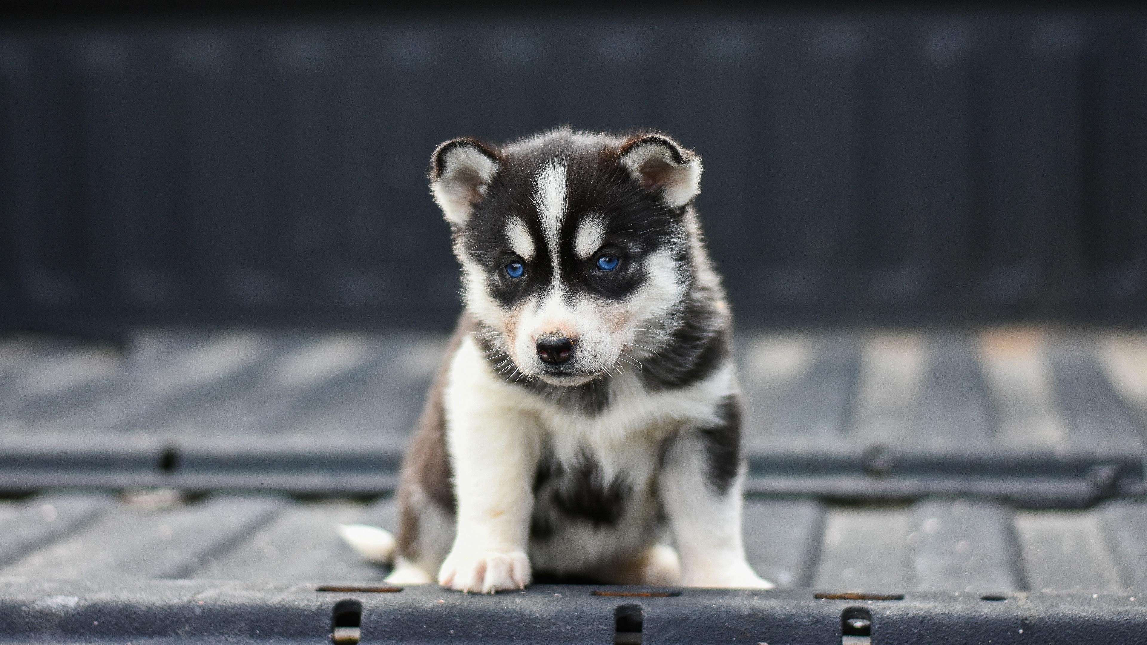 Husky 4k Wallpapers - Top Free Husky 4k Backgrounds - WallpaperAccess